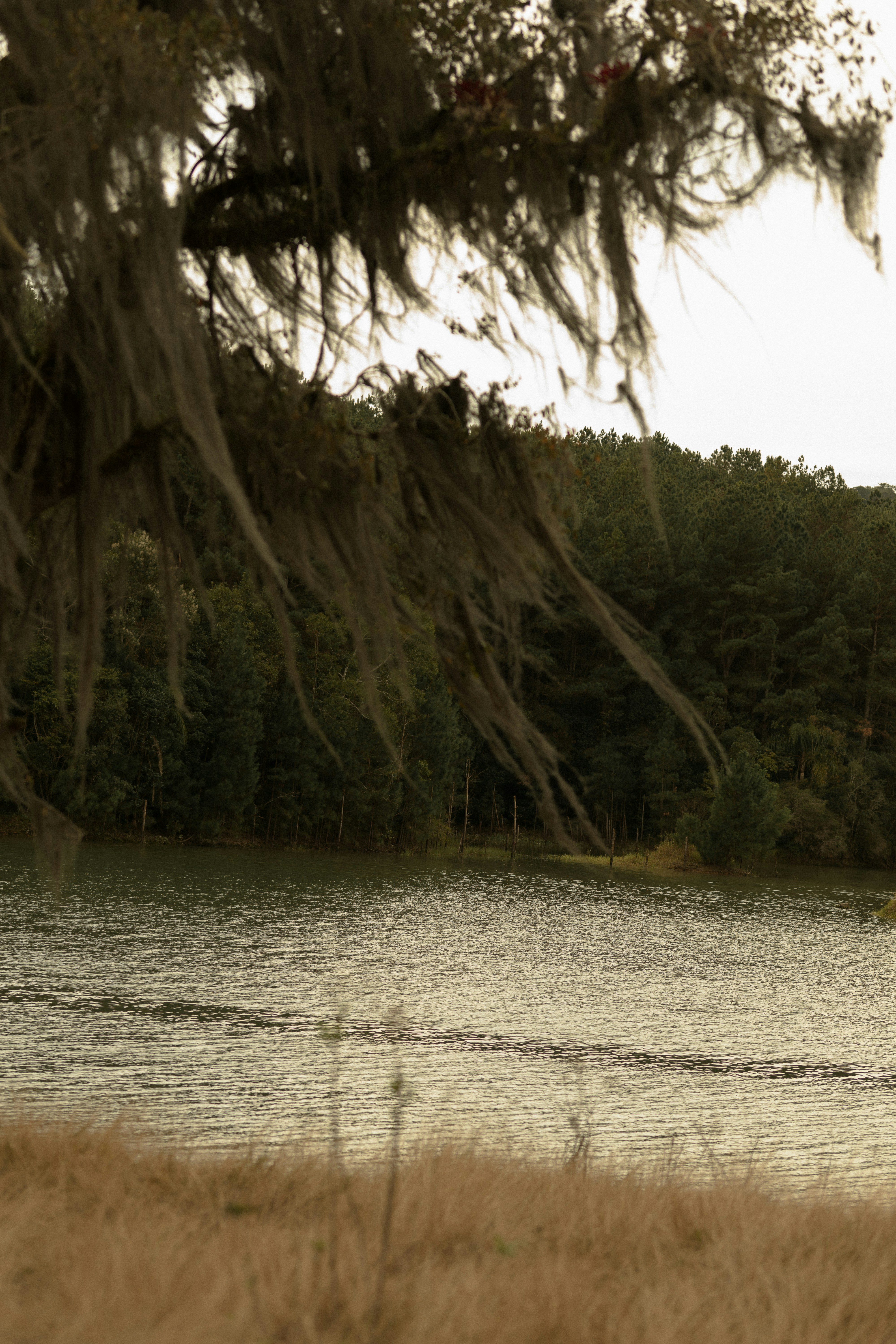 Quiet Riverbank Beneath Draping Willows