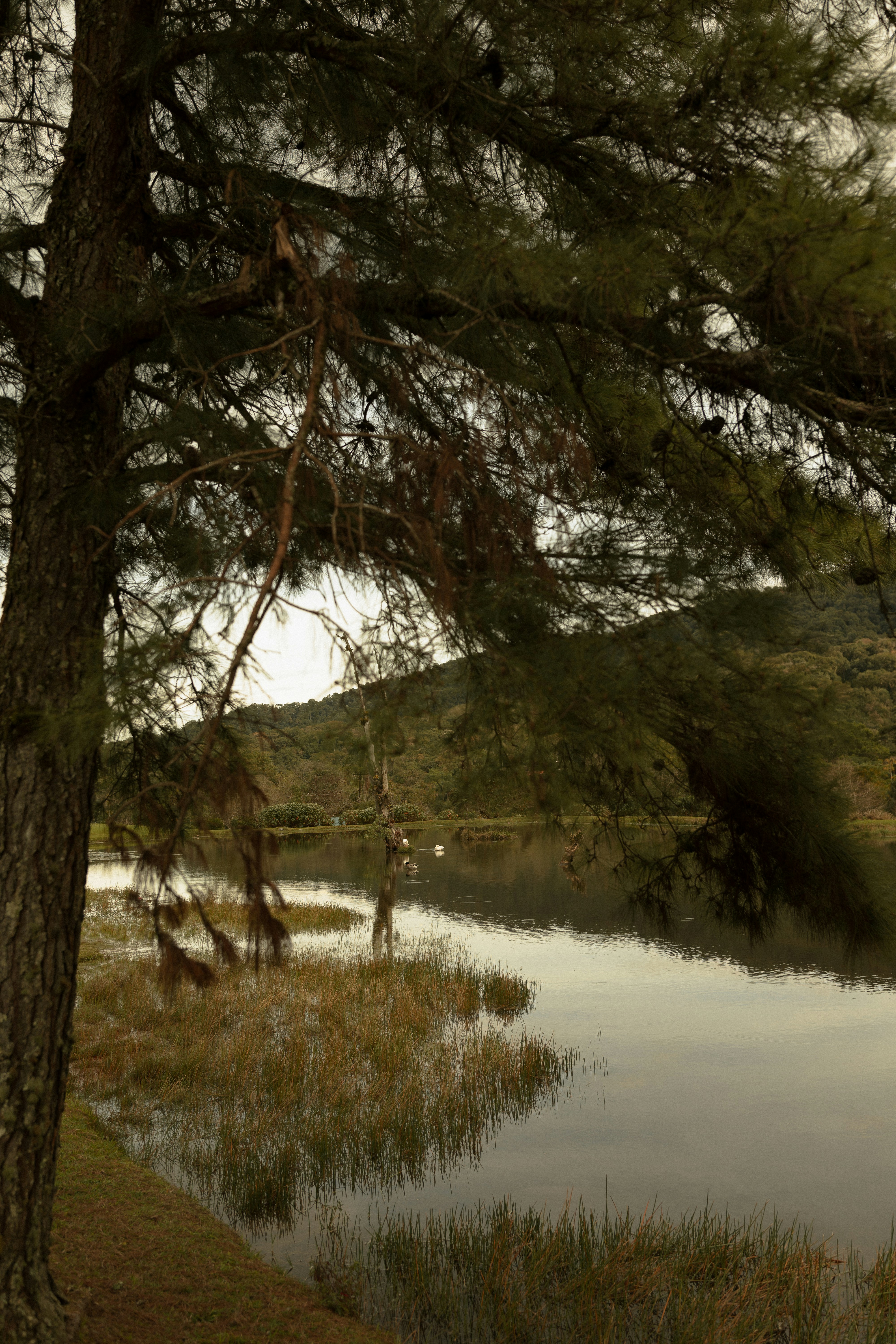 Quiet Lake Edge Framed by Overhanging Pines
