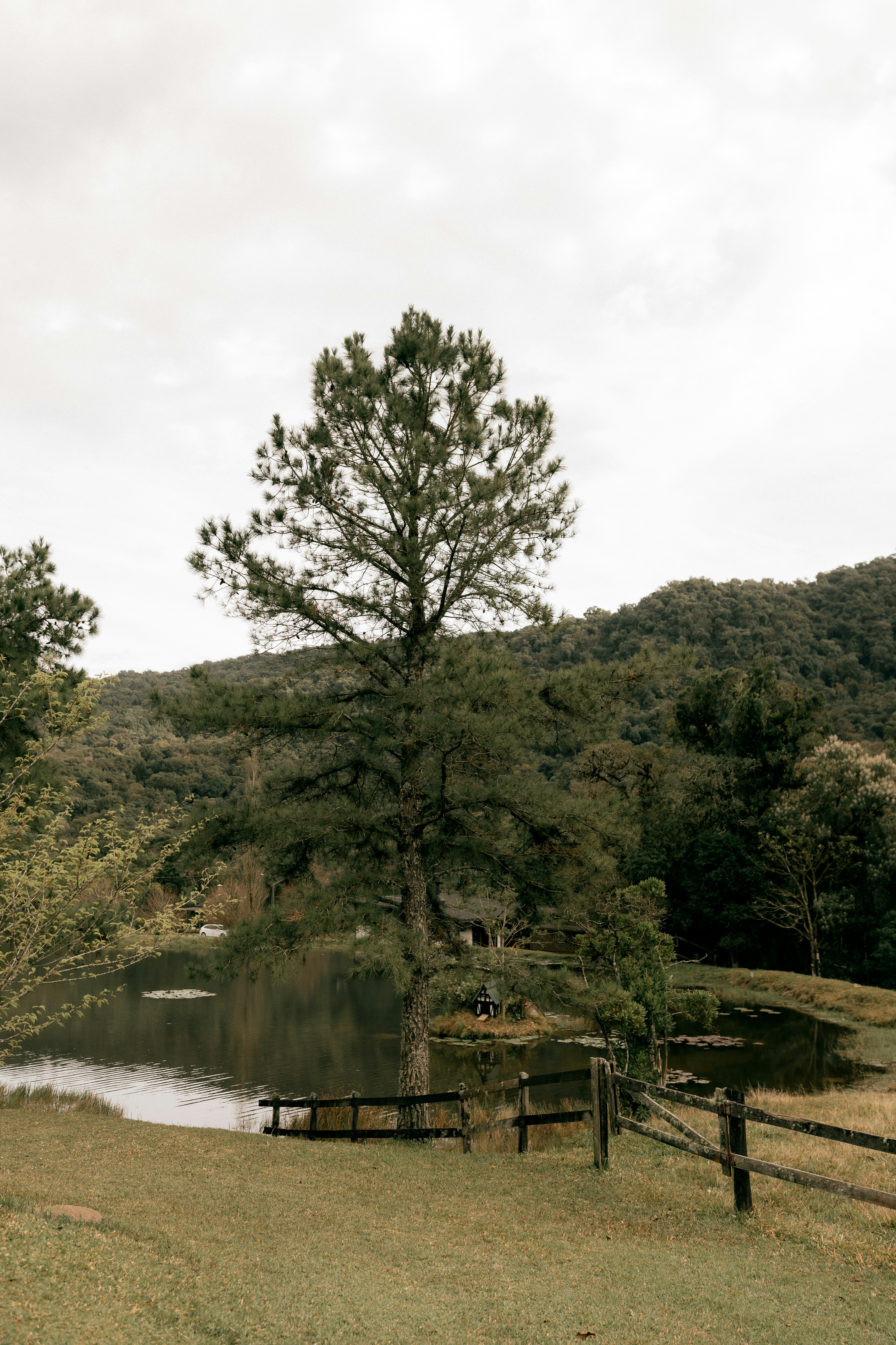 Lone Pine by the Quiet Pond at Dusk