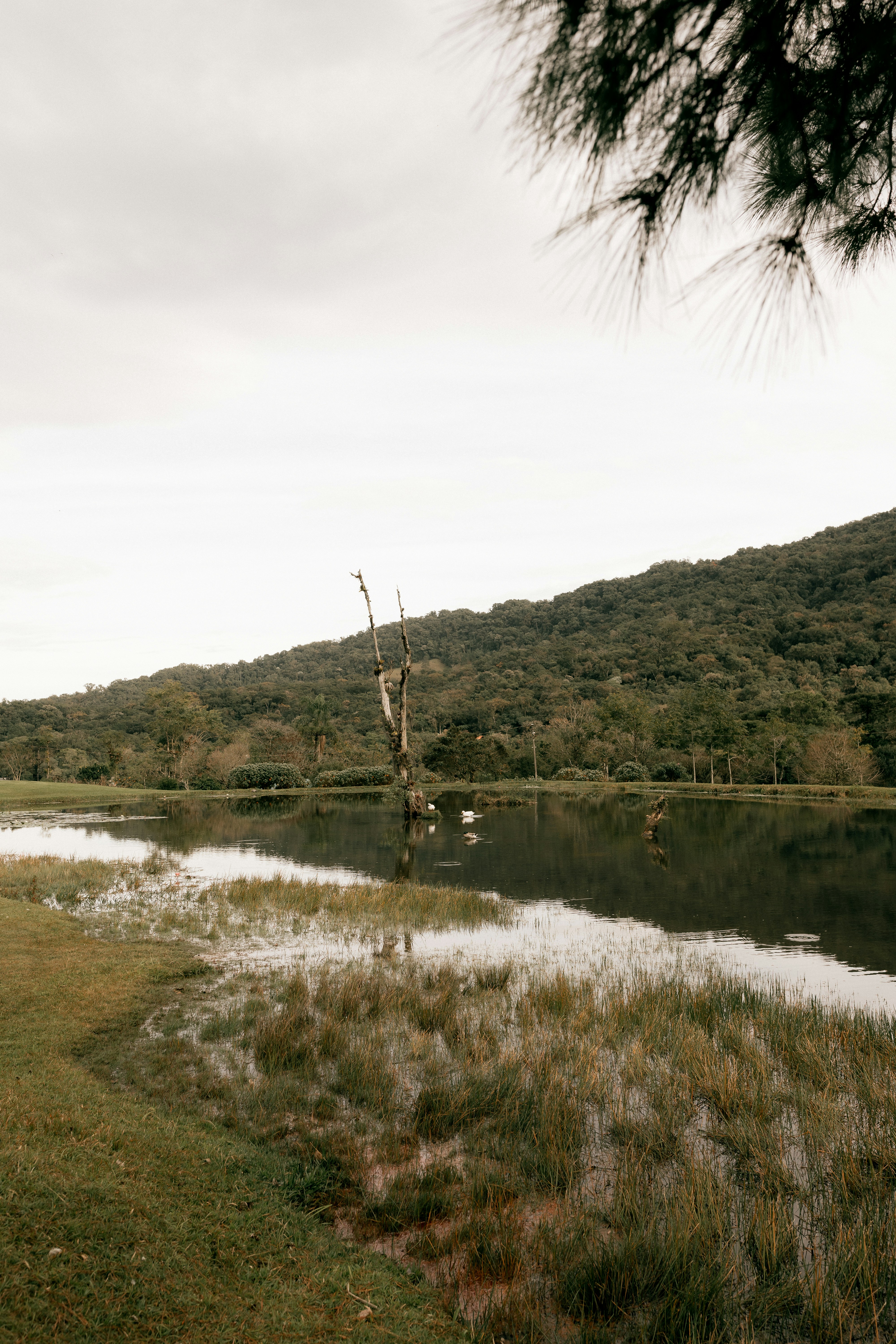 Tranquil Lakeside Bend with Receding Tree and Distant Hills