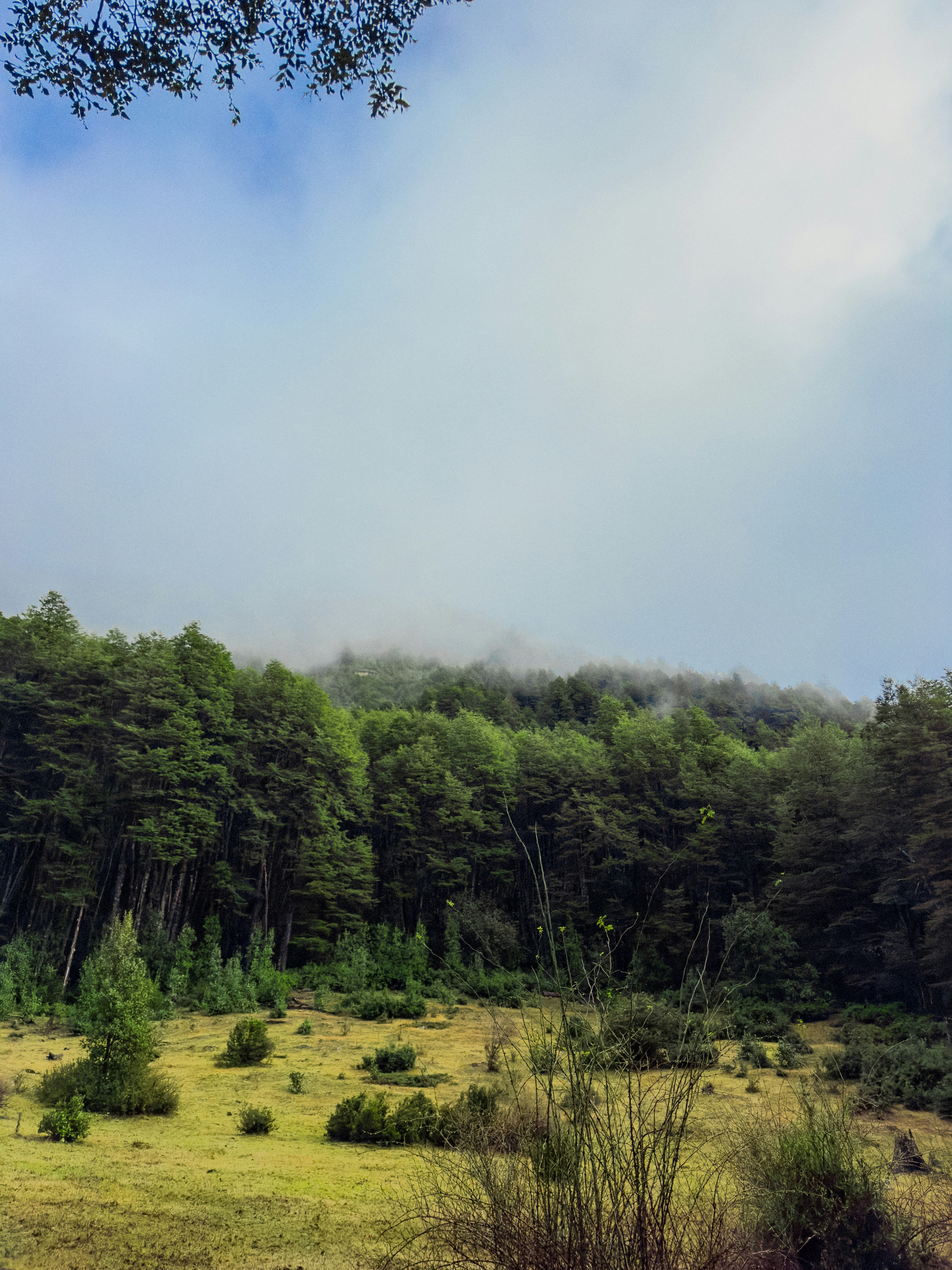 Gentle mist rolls over a forest edge above a sunlit meadow, with scattered shrubs and a clear sky visible beyond the treeline. A tranquil landscape scene with natural textures and depth.