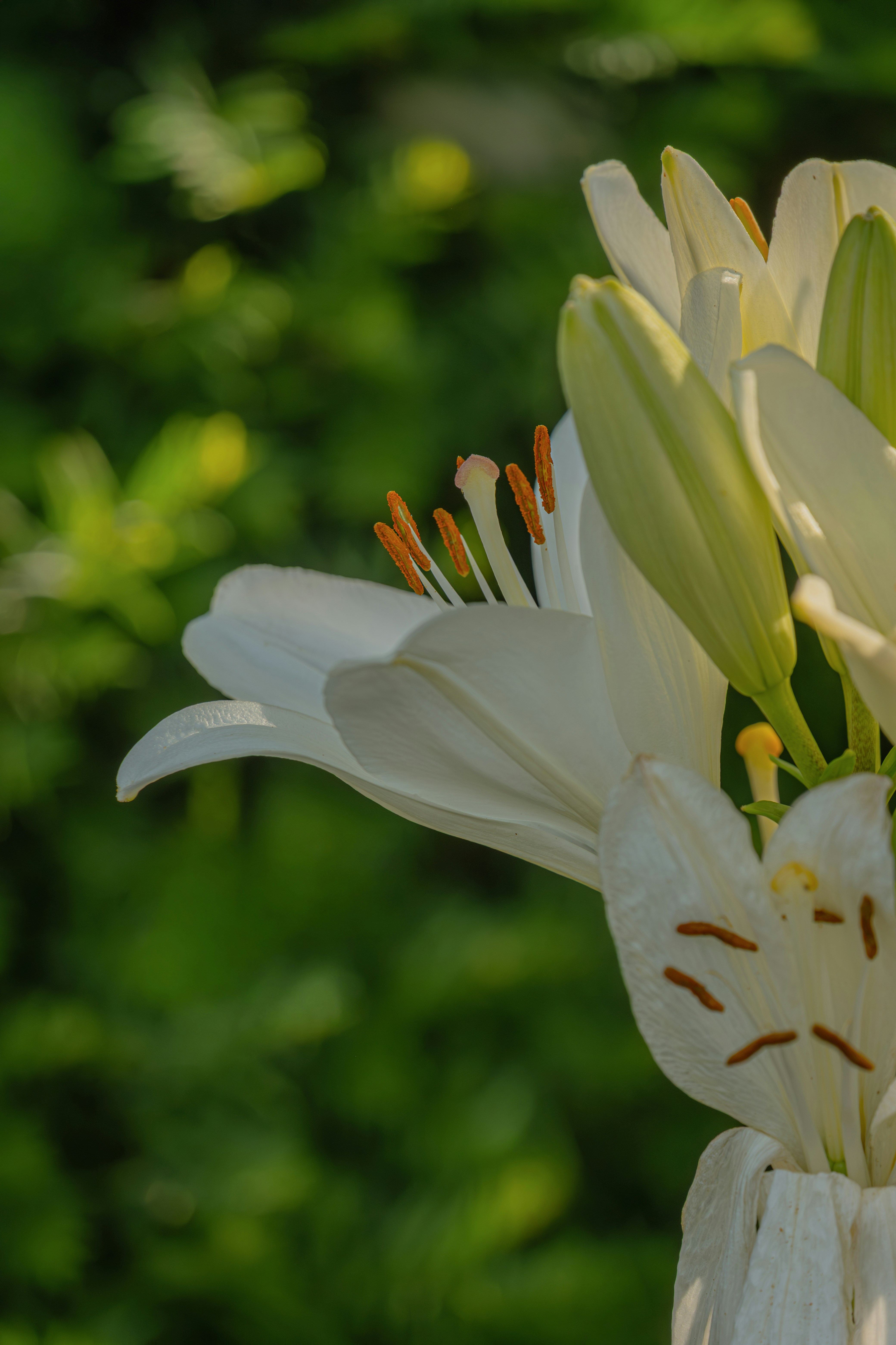 White Lily in Sunlit Focus: A Close-Up on Delicate Petals and Stamen