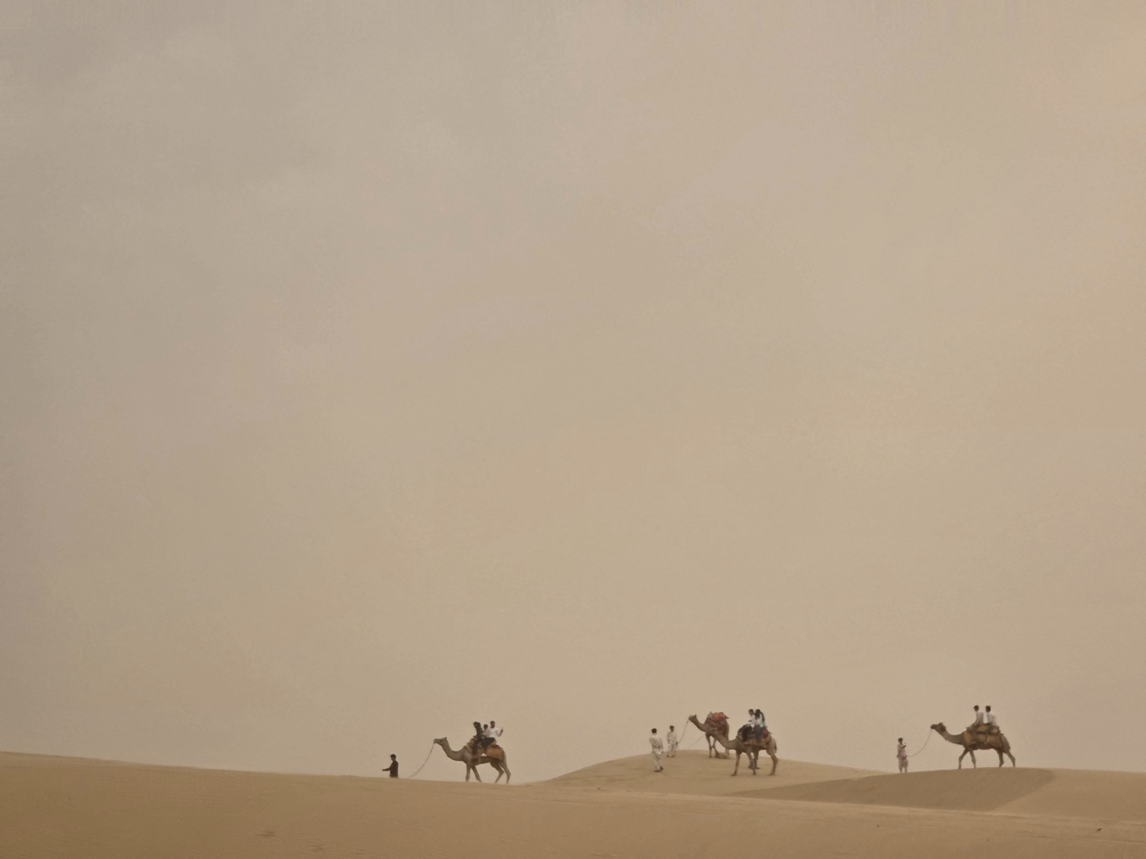 Dromedary Caravan on Sunlit Dune Ridge