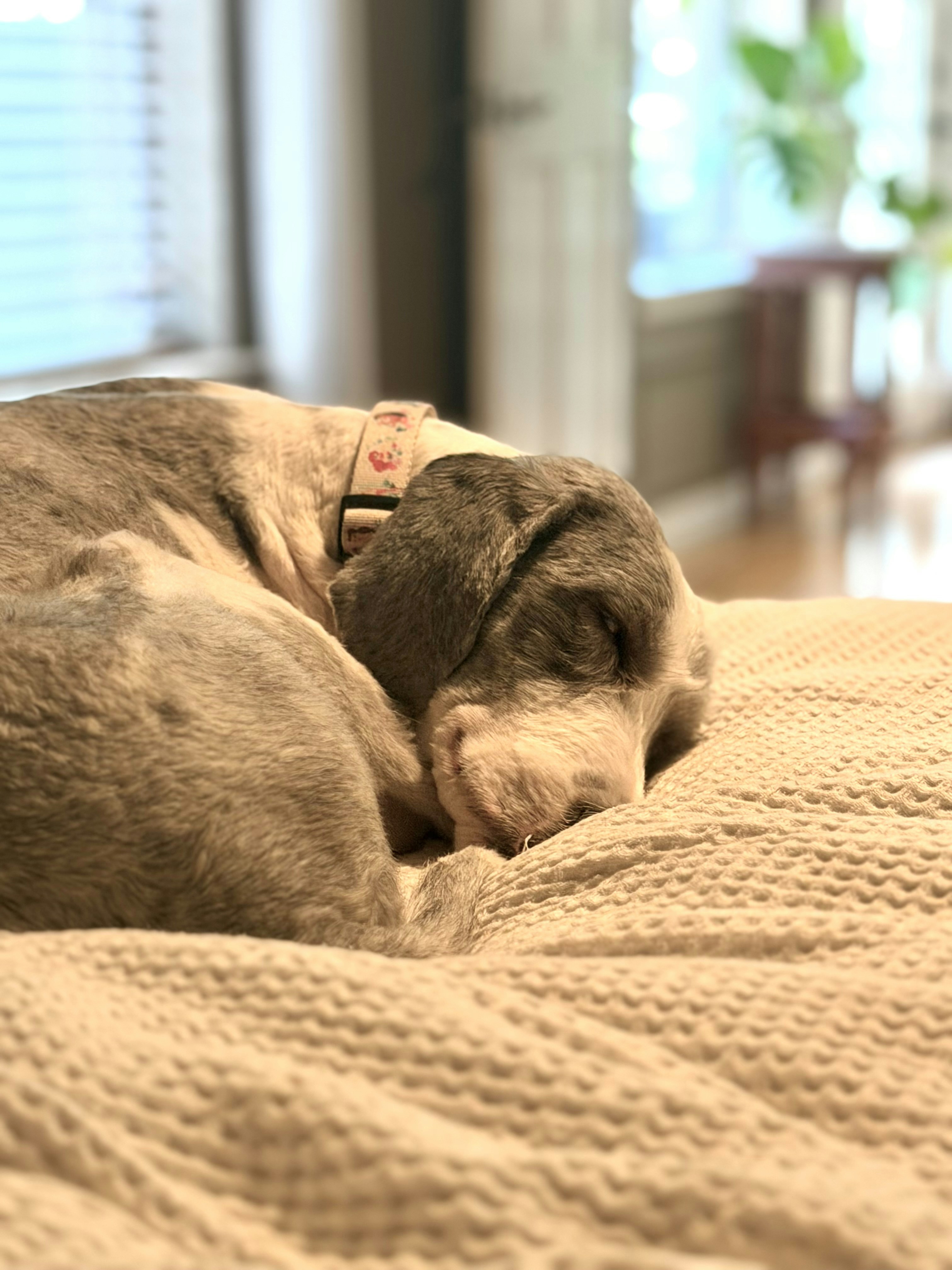 Soft Slumber on a Knit Bed: A Calm Beagle Resting by the Window