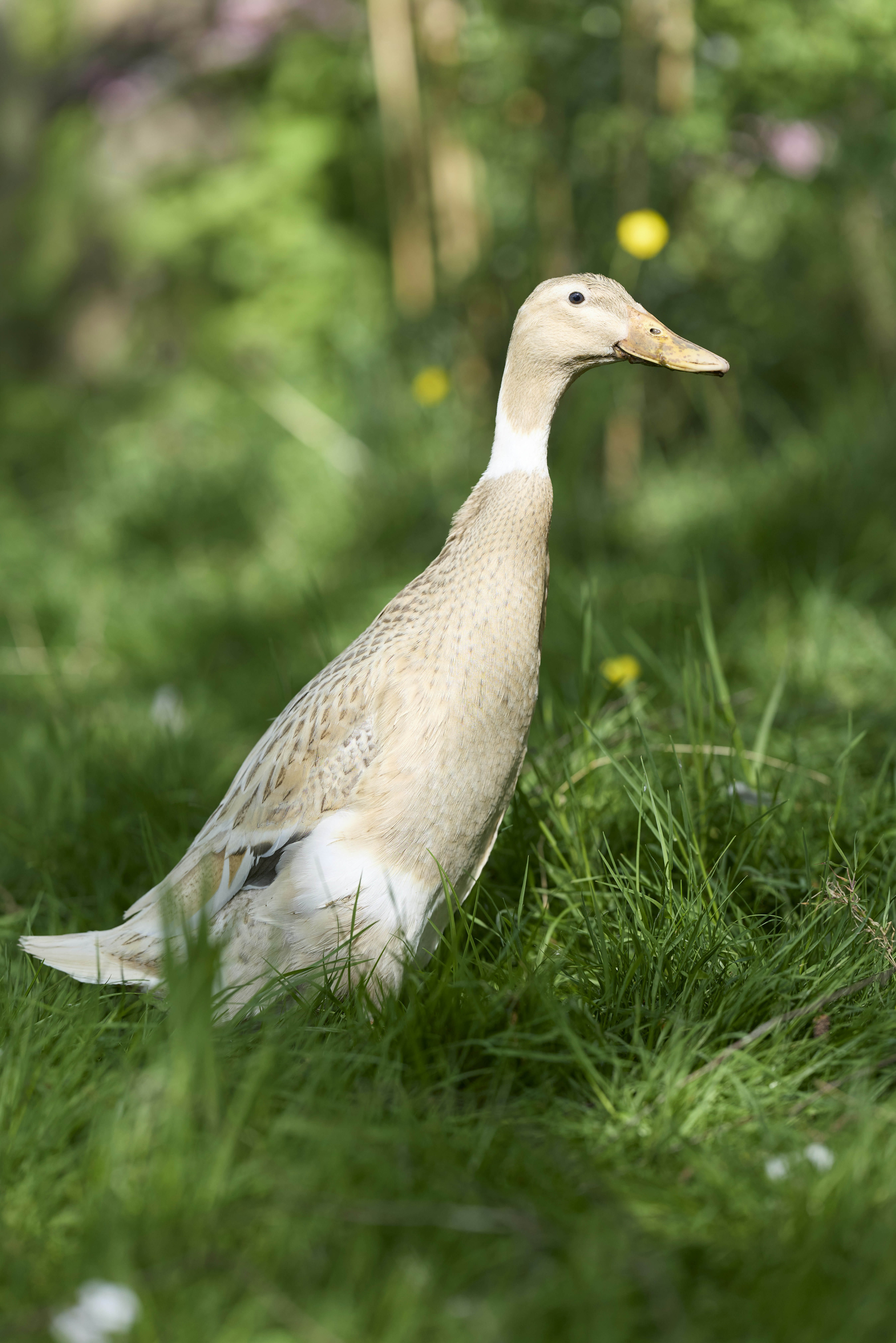 Curious Duck in Sunlit Meadow