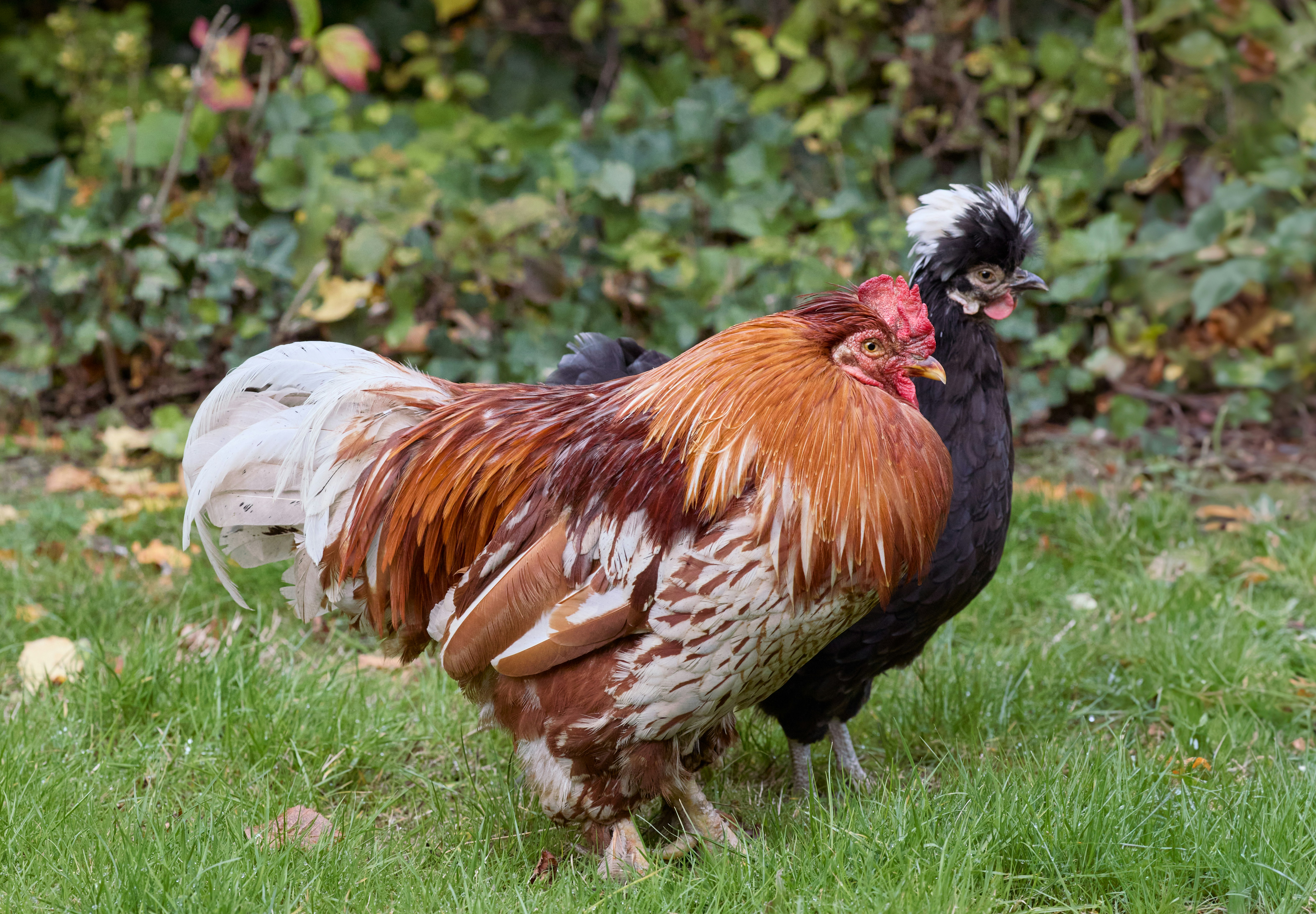 Roosters in a garden standoff: plumage and stance