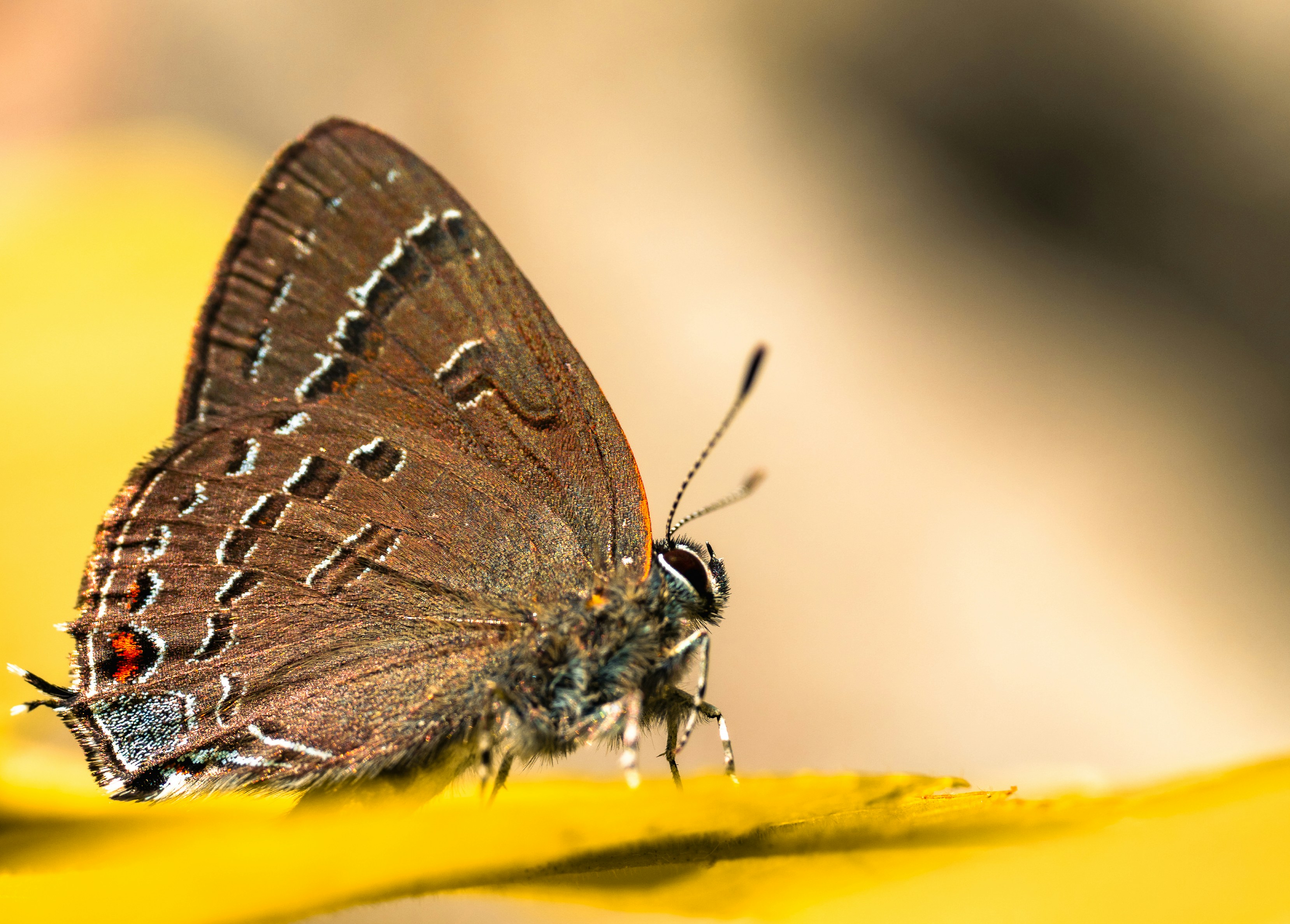 Close-up of a brown butterfly resting on a yellow leaf, showcasing intricate wing markings and fine textures in natural light.