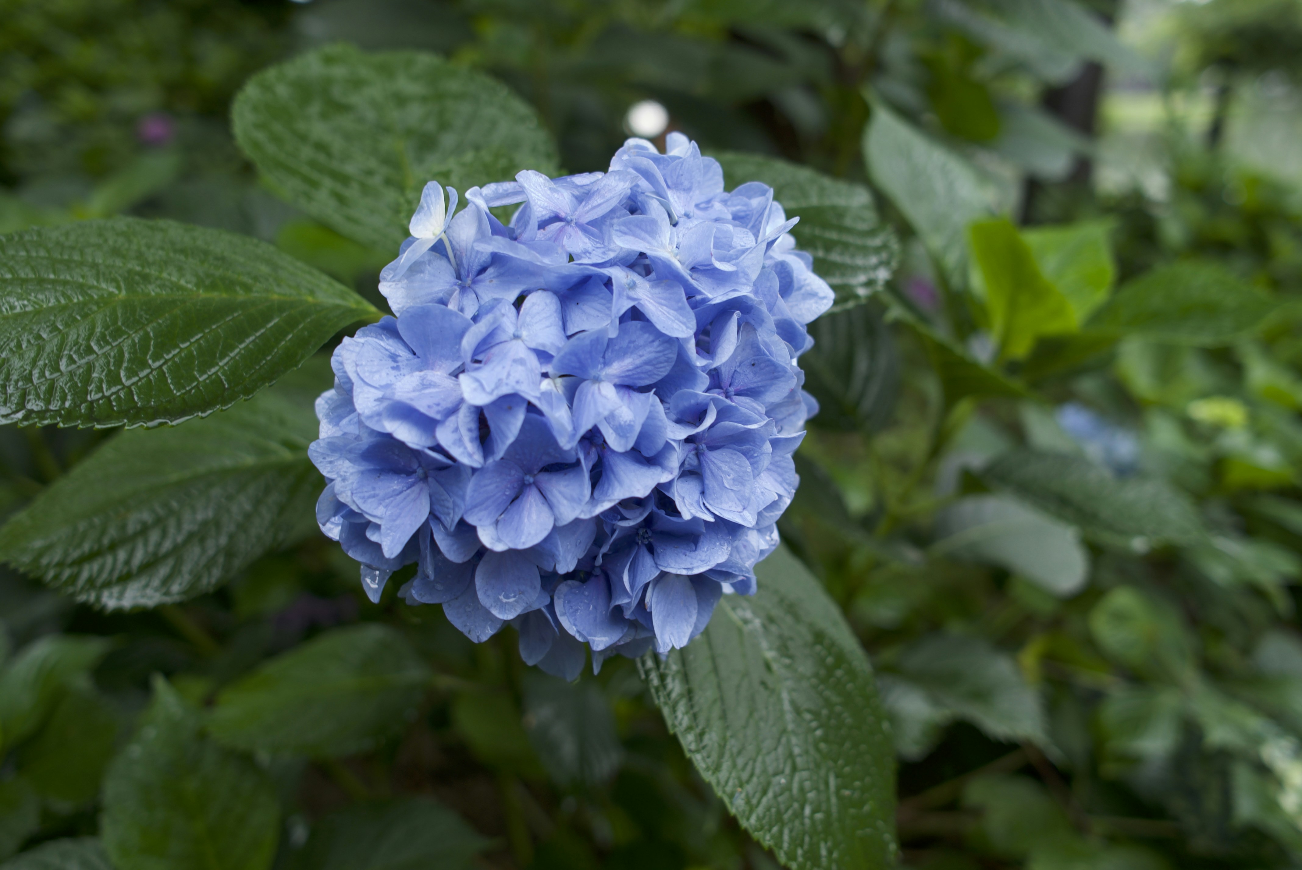 A close-up blue hydrangea bloom sits amid glossy green leaves, capturing texture and color in soft outdoor light.