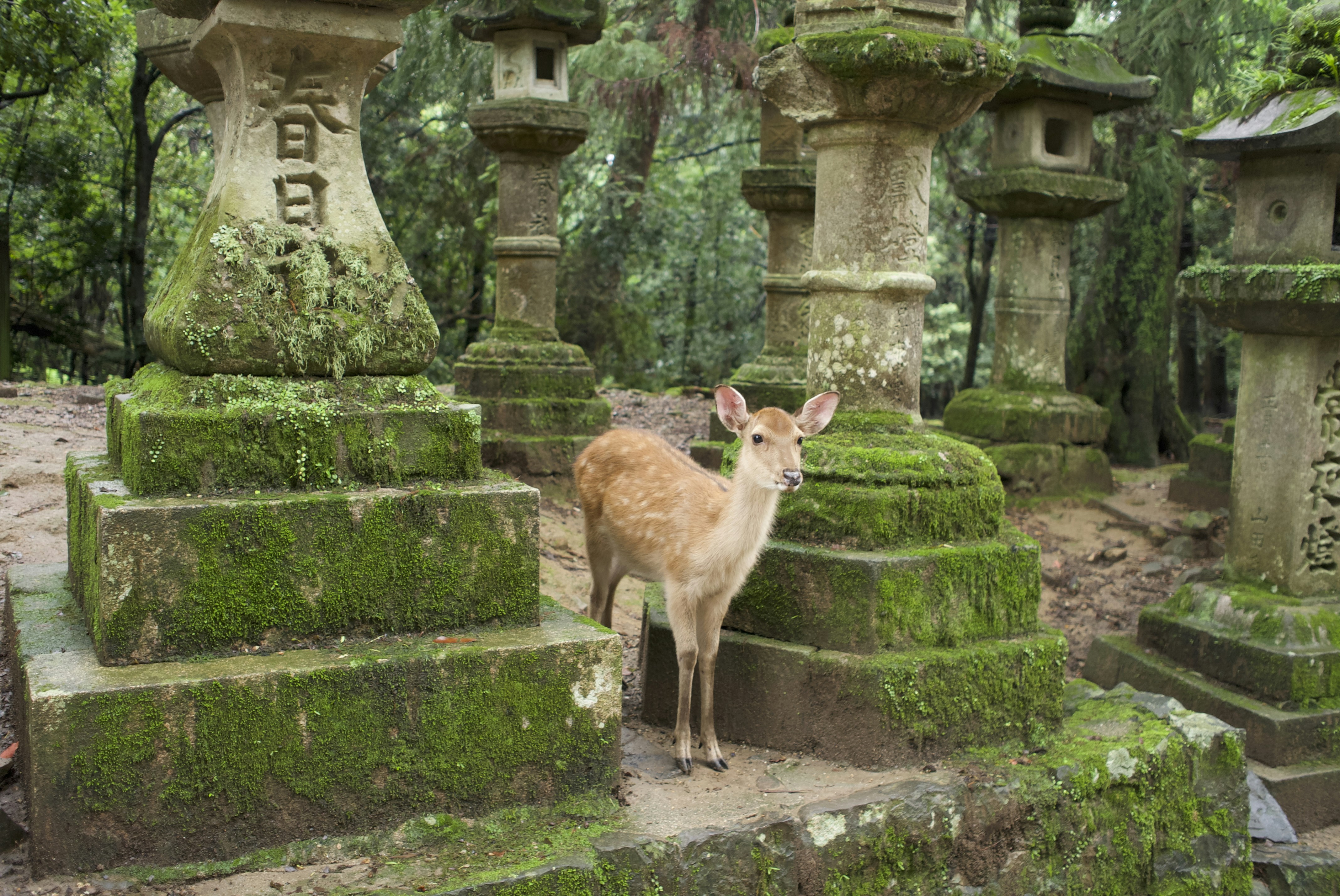 Ghost of the Mossy Shrine: A Feral Visitor among the Stone Lanterns