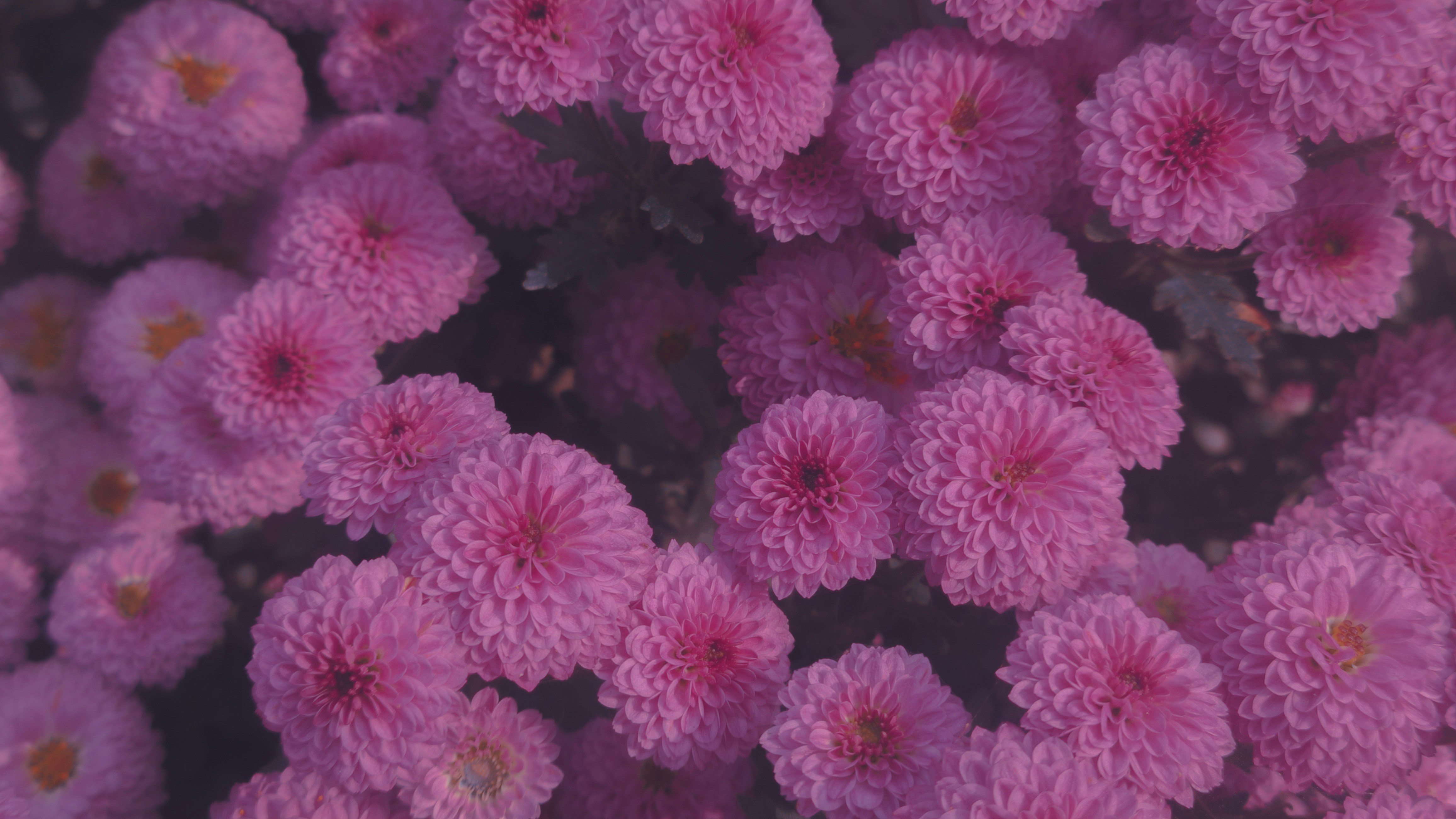 Many small pink chrysanthemum flowers blooming.