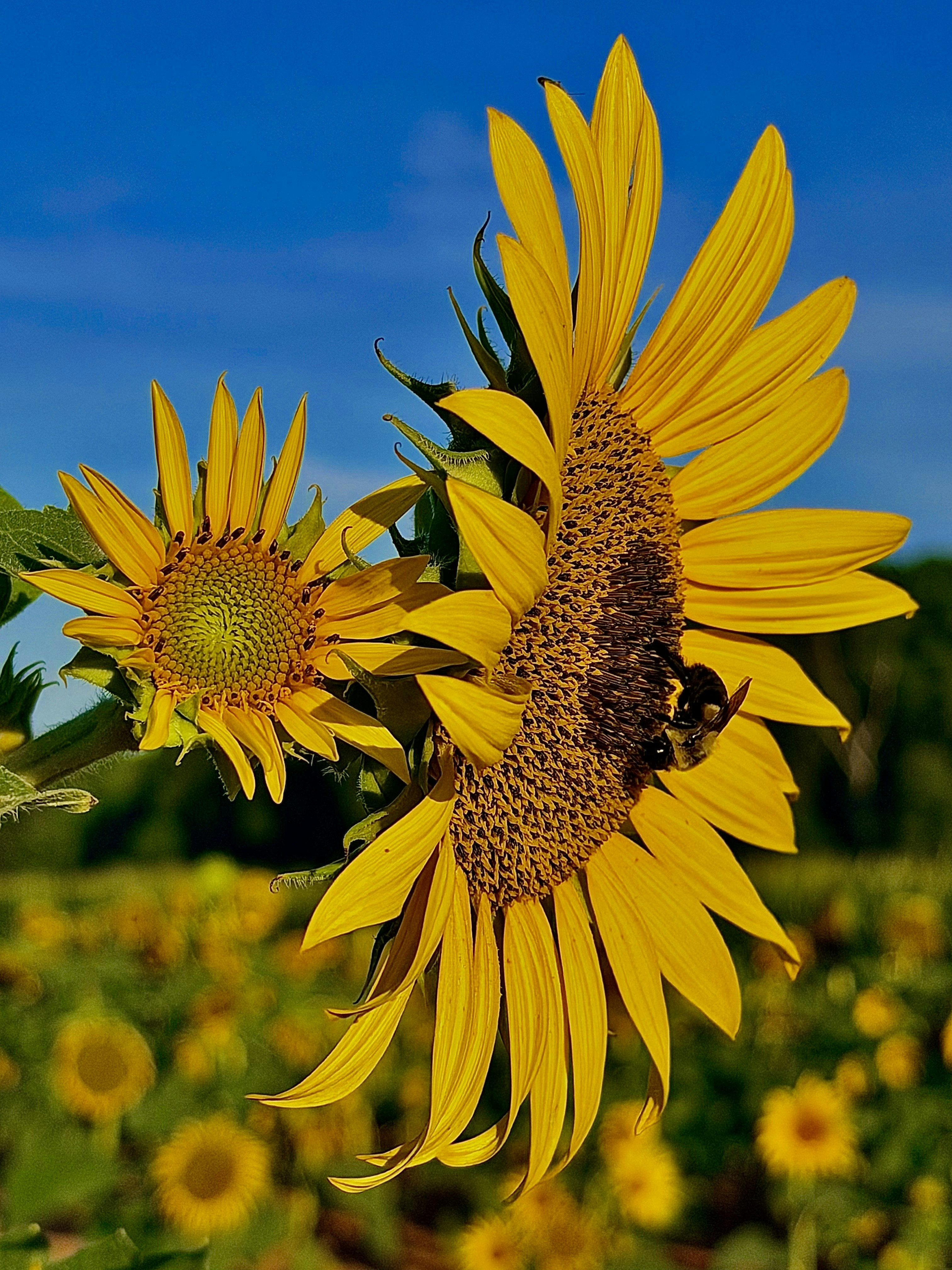 Sunflower Union: Close-Up of a Bee on a Bold Petal