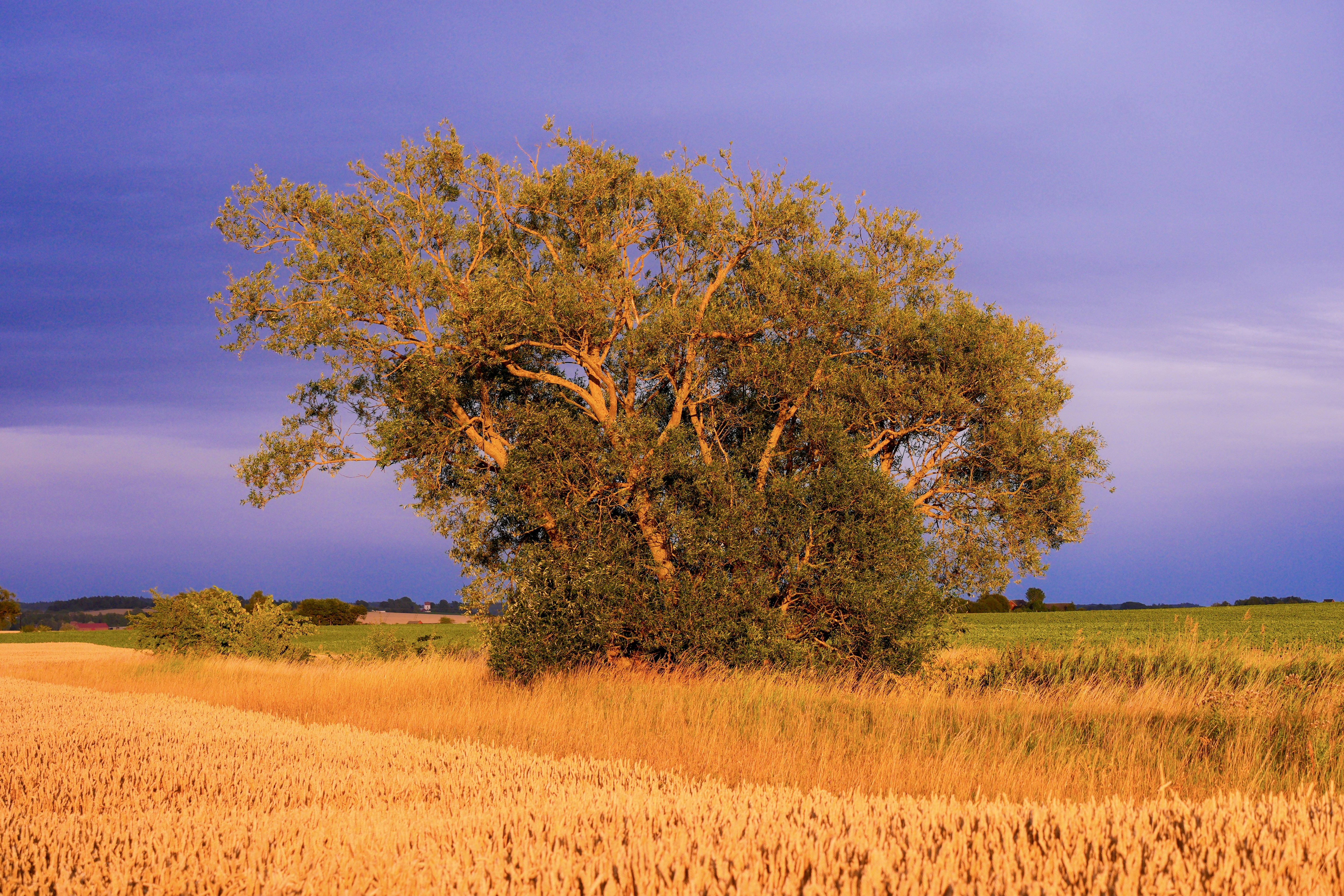  Lone Oak Against a Sunset Prairie