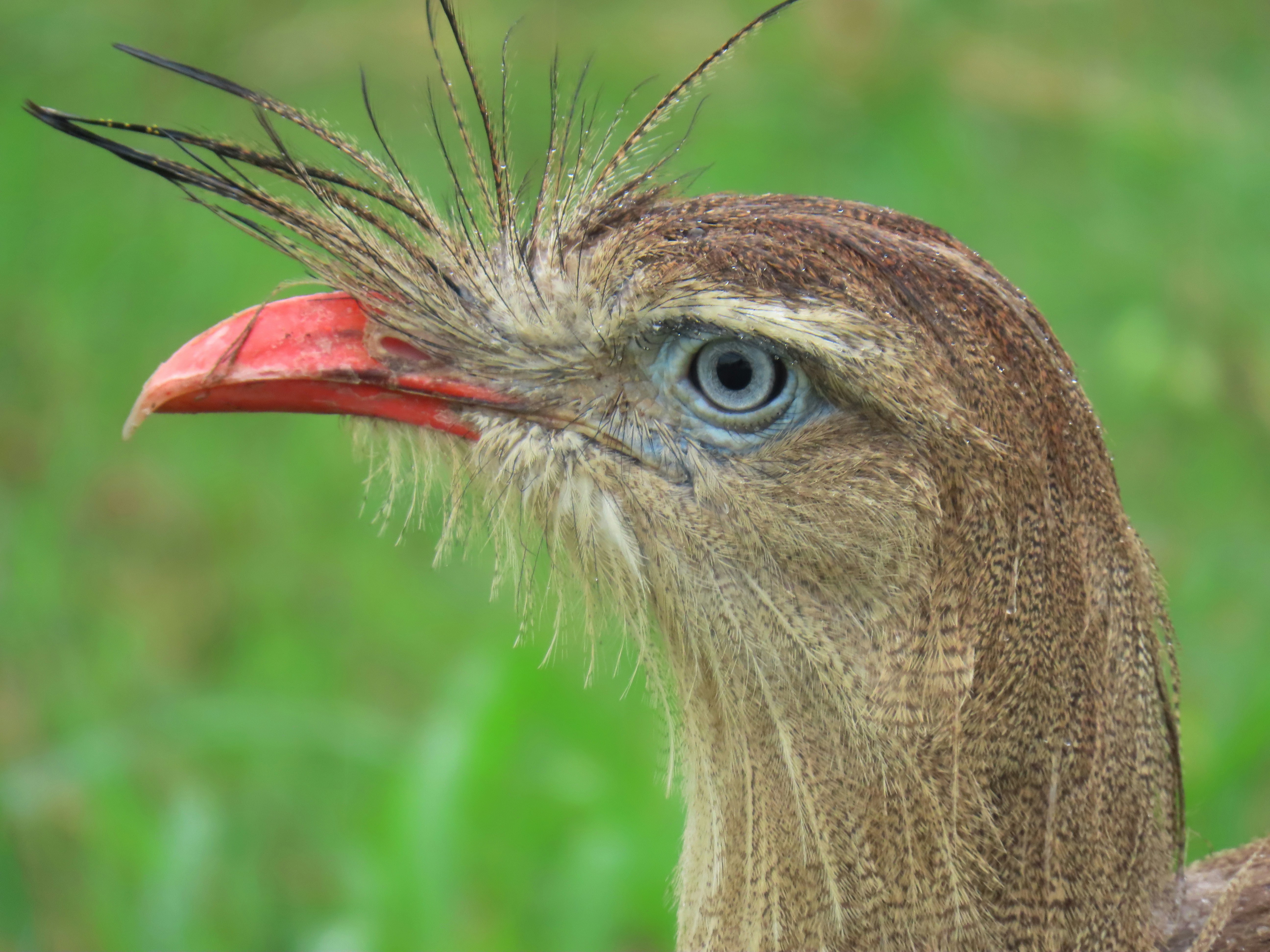 Crested Crown: A Cobalt Eye on the Sirin Parapet