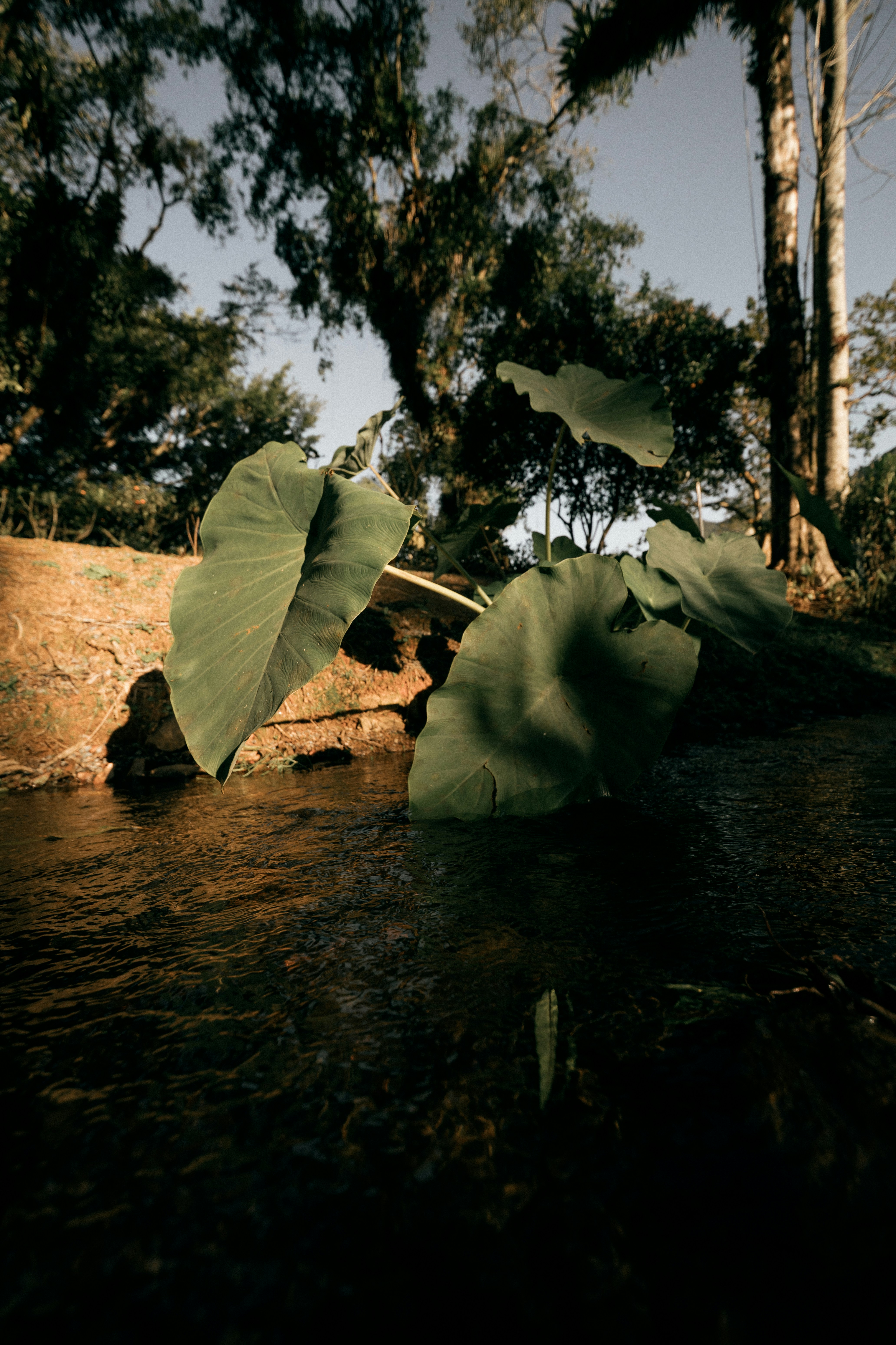 Midstream Green: A Leafy Quiet in the Riverbank Glow