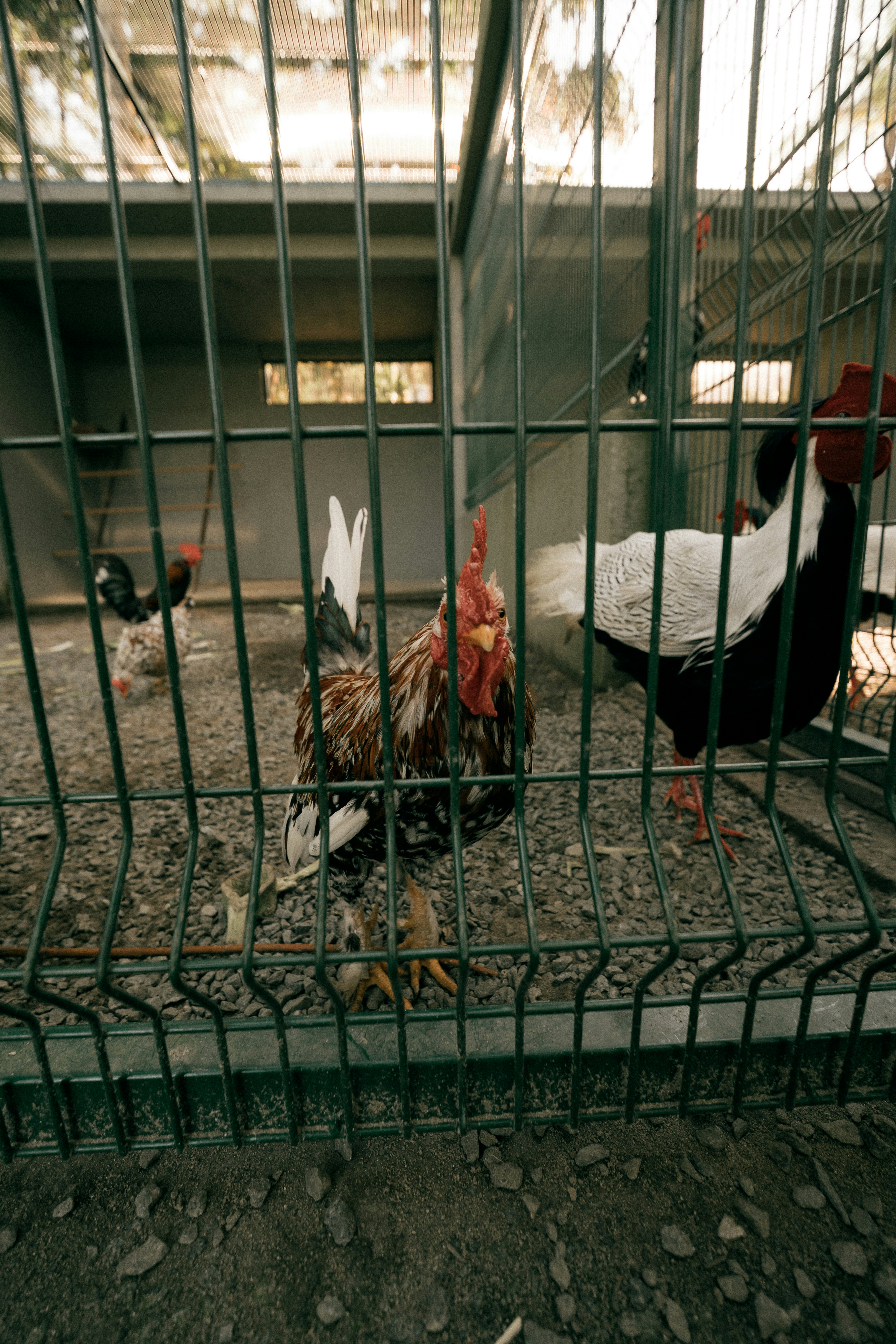 Caged Rooster and Hen Amid Silent Standoff
