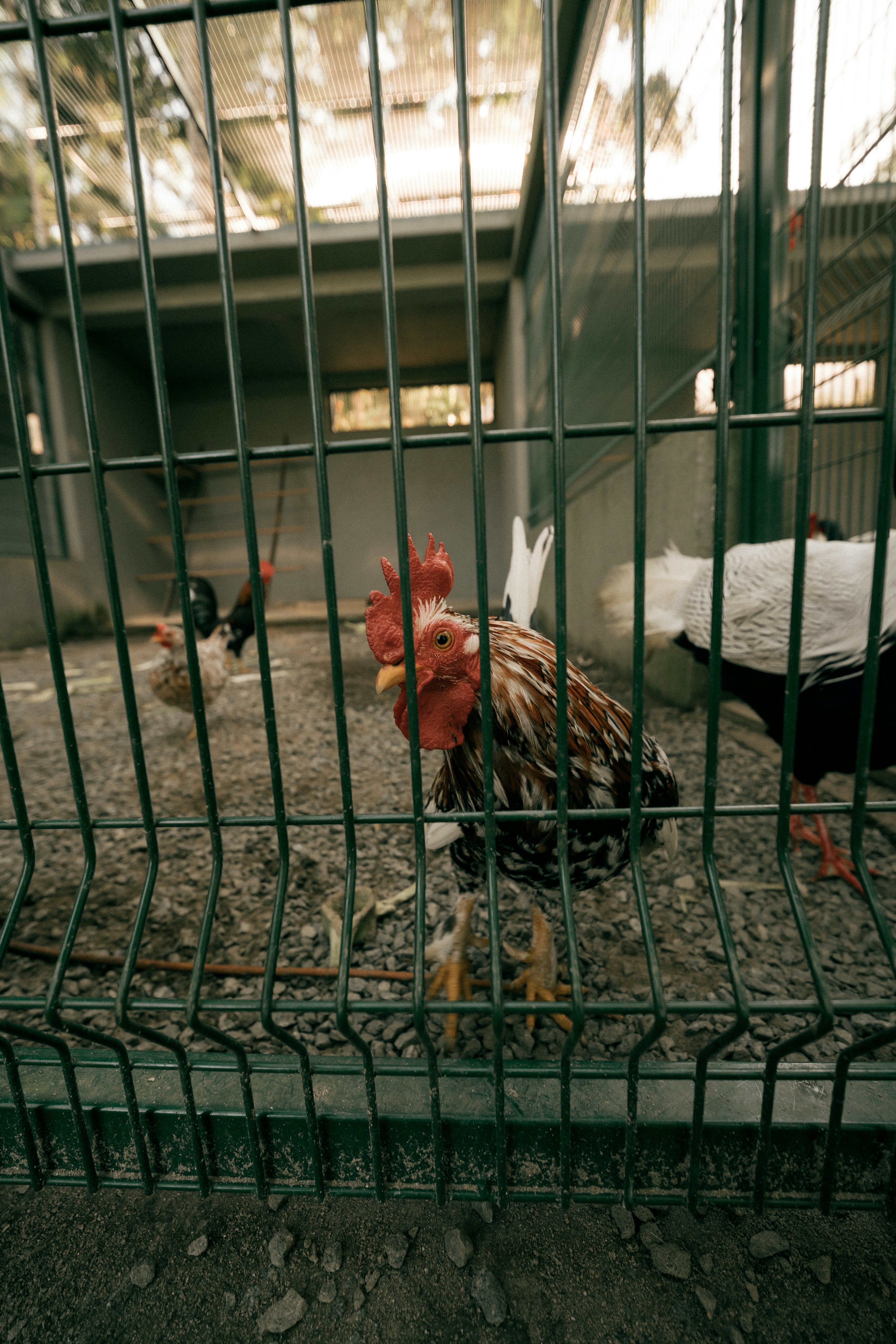 Caged Rooster Stares Out: A Curious Moment Behind The Bars