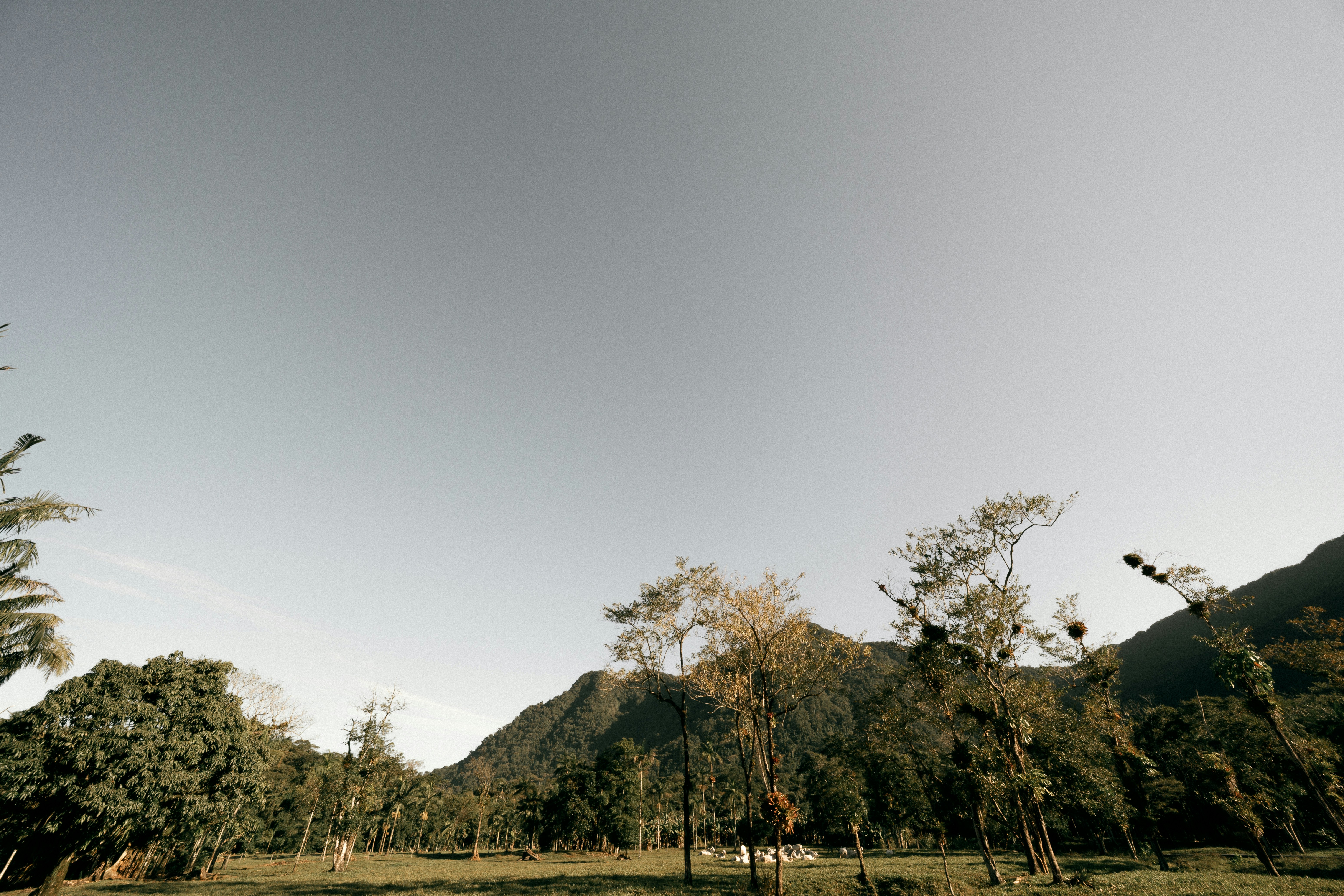 Horizon of Pines Beneath Open Sky