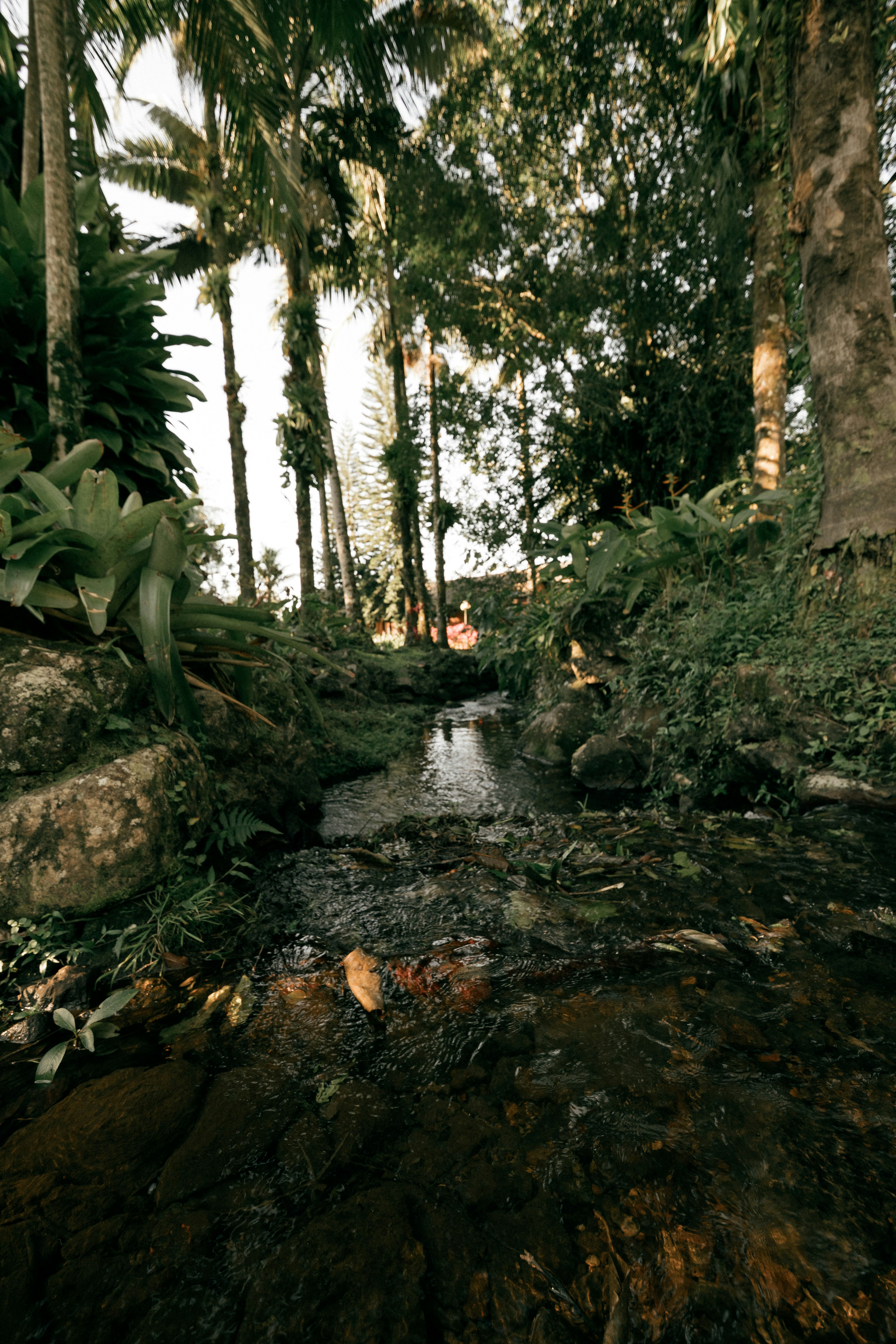 Quiet Stream Through a Palm-Shadowed Garden