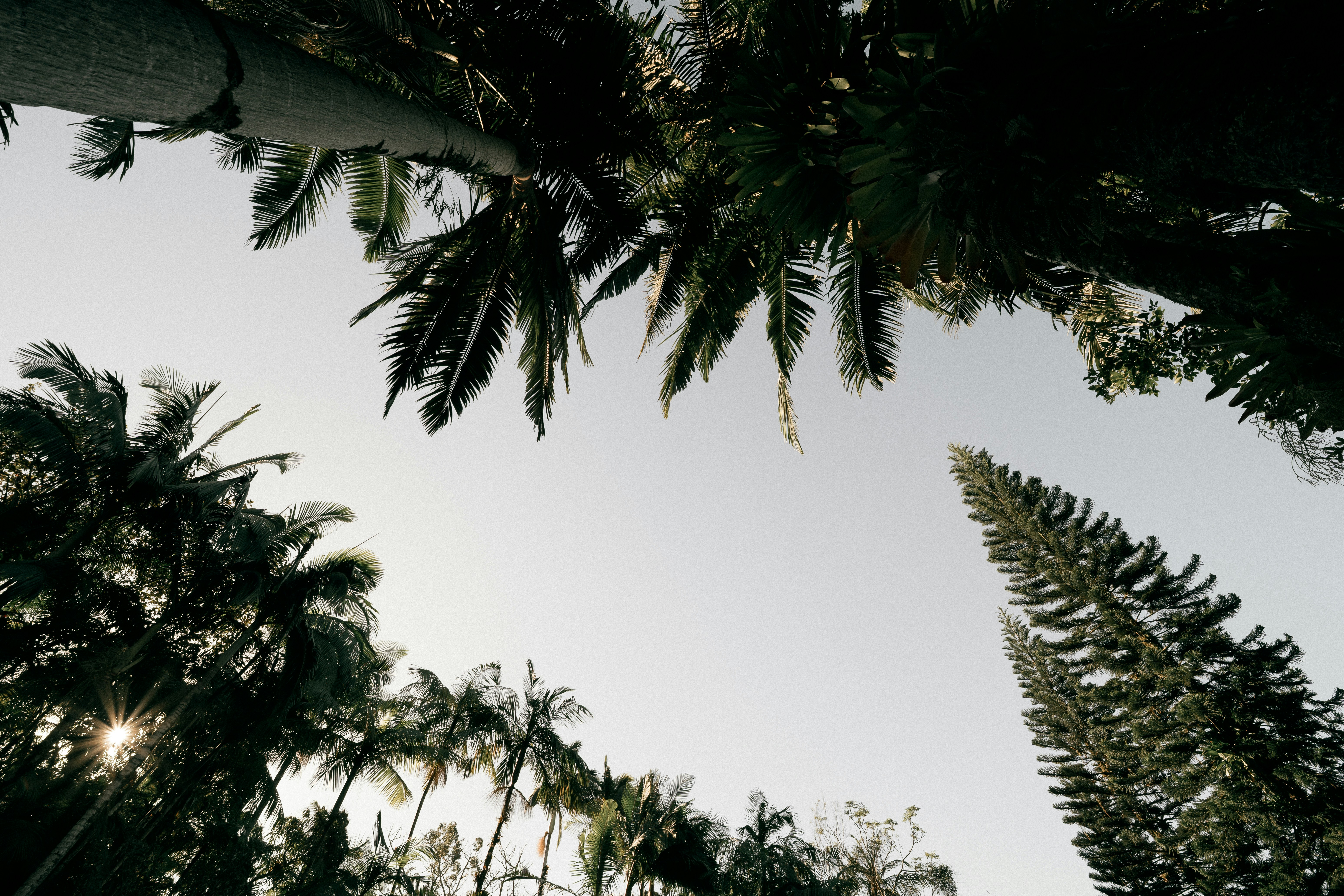 Skyward Canopy: Palm Shadows Framing a Bright Opening