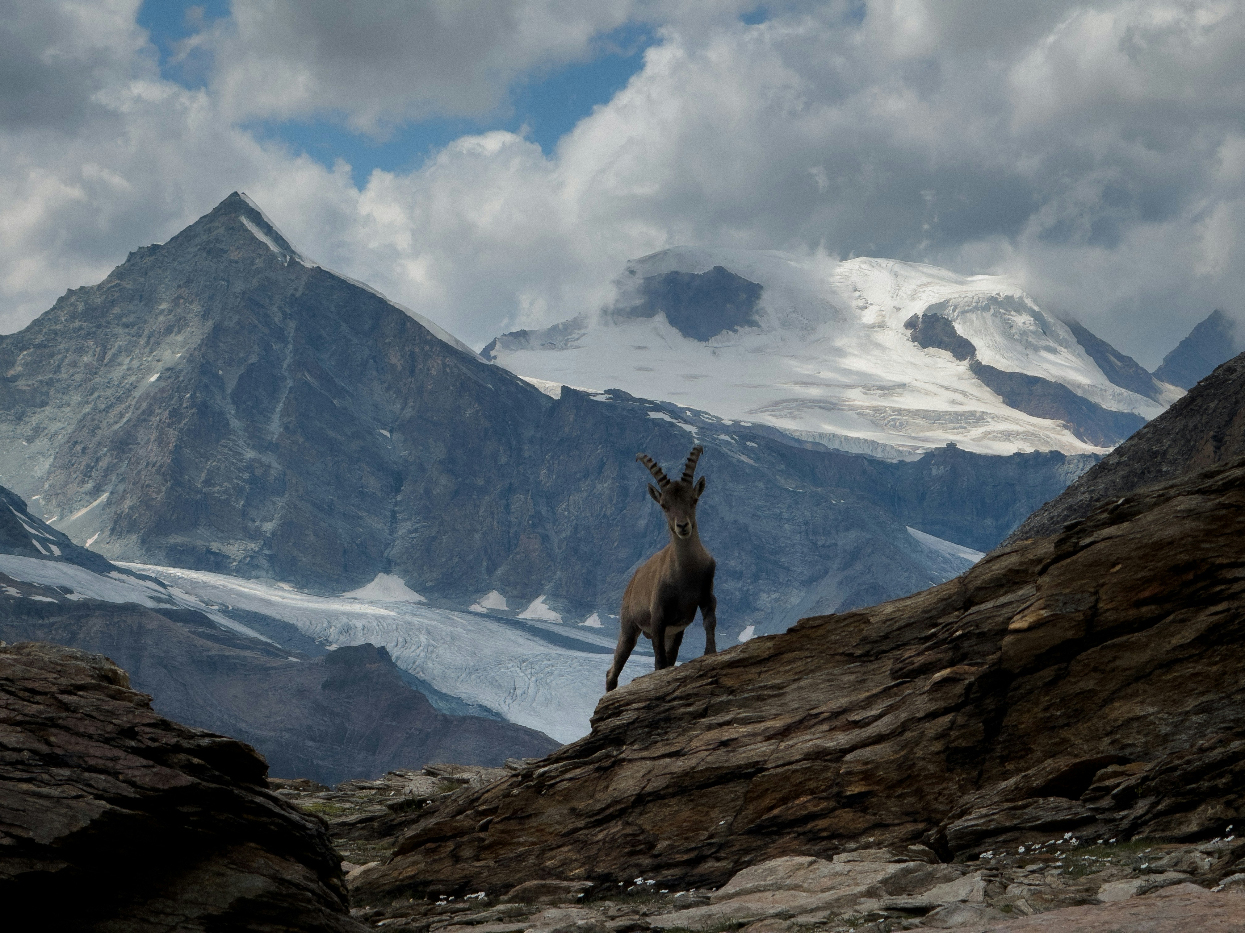 Alpine Sentinel: A lone ibex on weathered rock beneath glacier‐kissed peaks