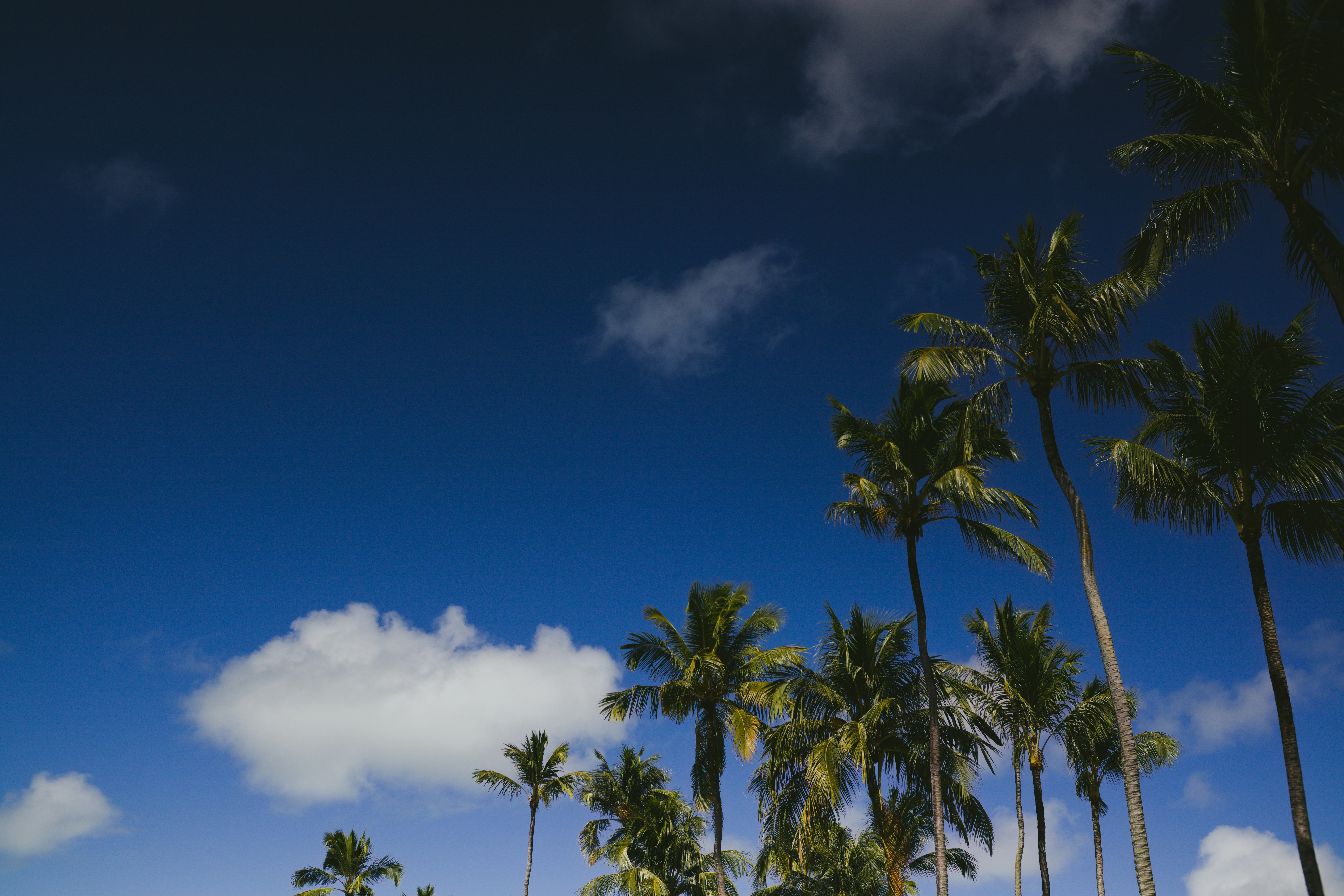 Sunlit Canopy of Coastal Palms Against a Clear Blue Sky