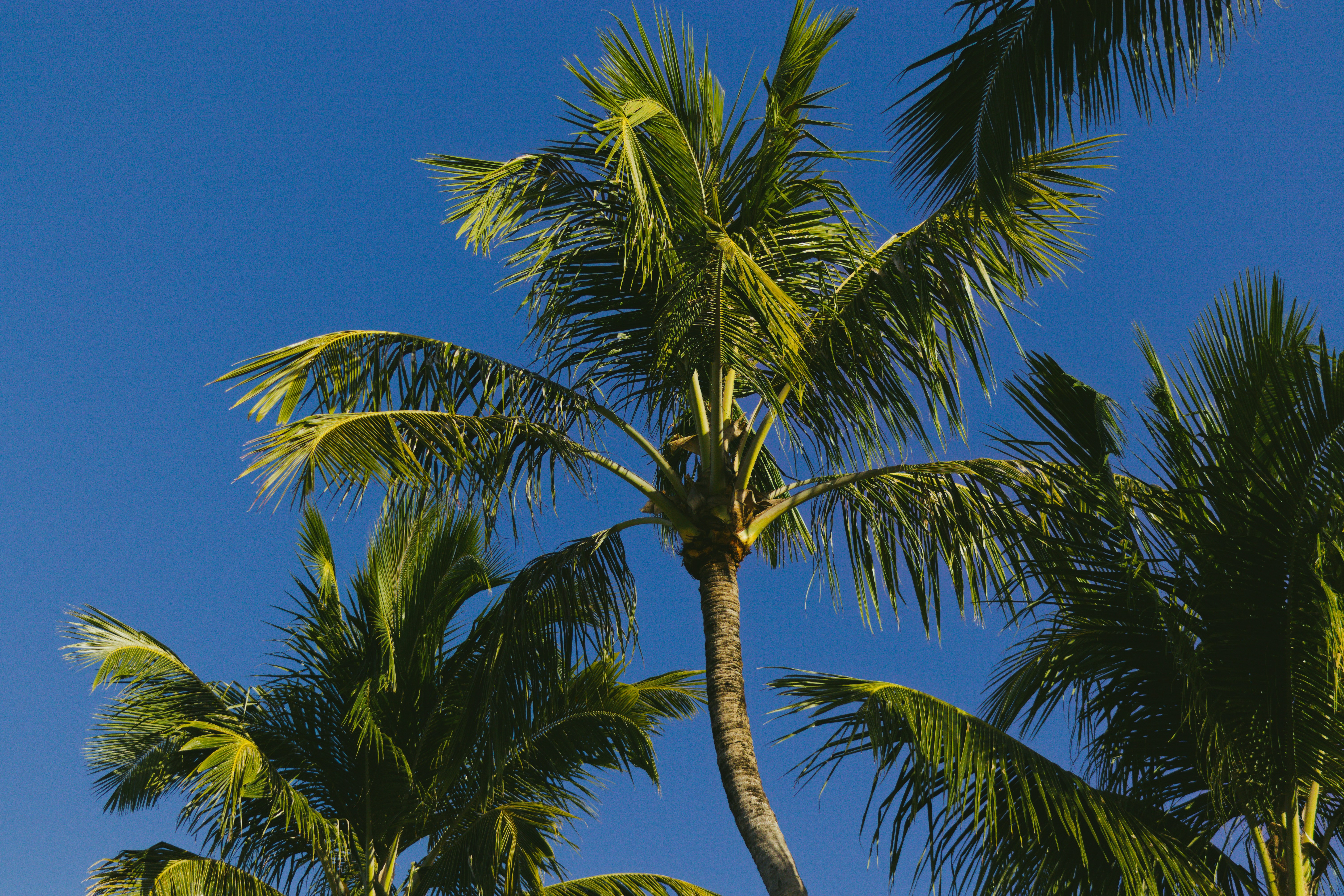 Crowned in Blue: Palm Trees Against a Clear Sky