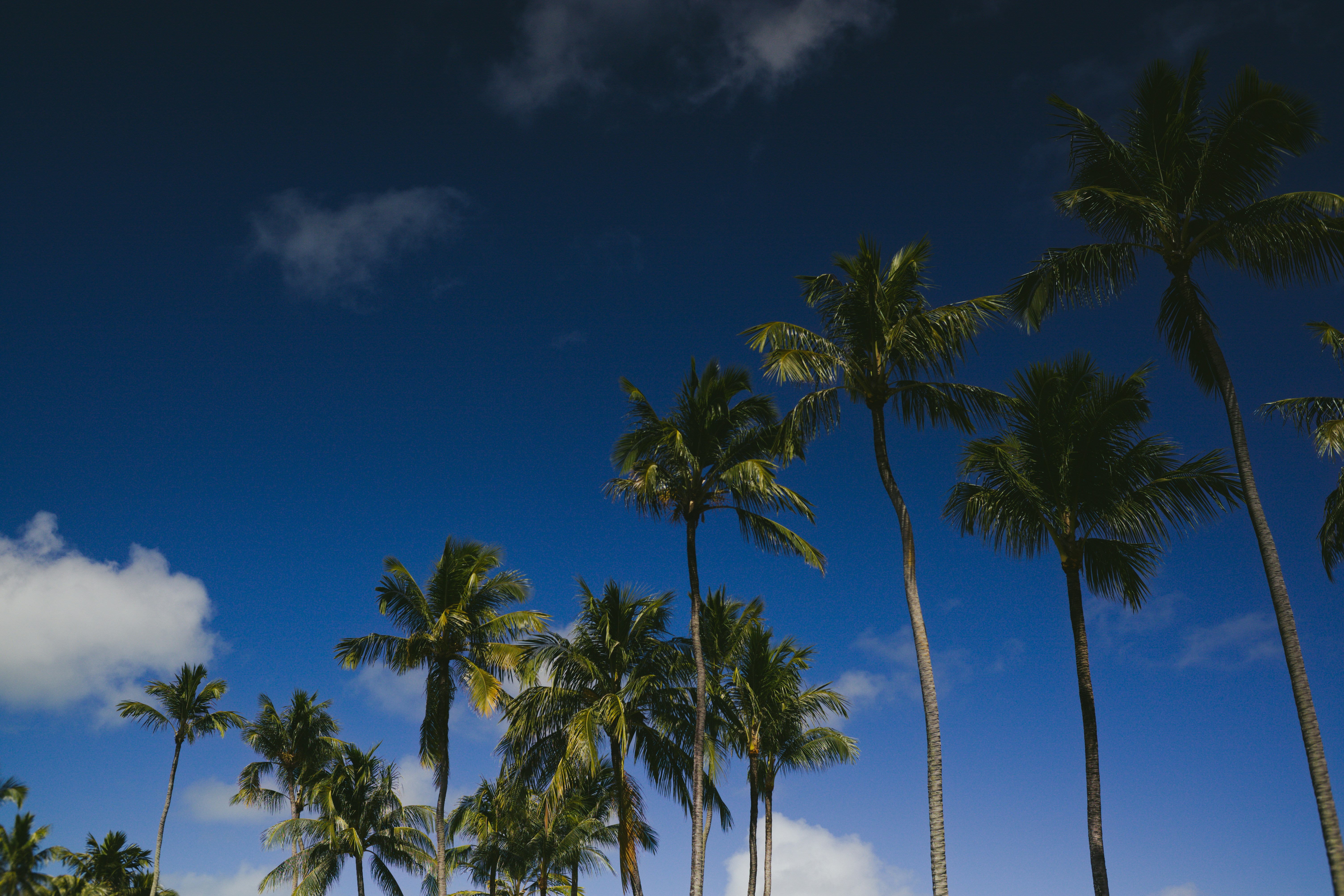 Tall silhouettes against a Caribbean sky at golden hour