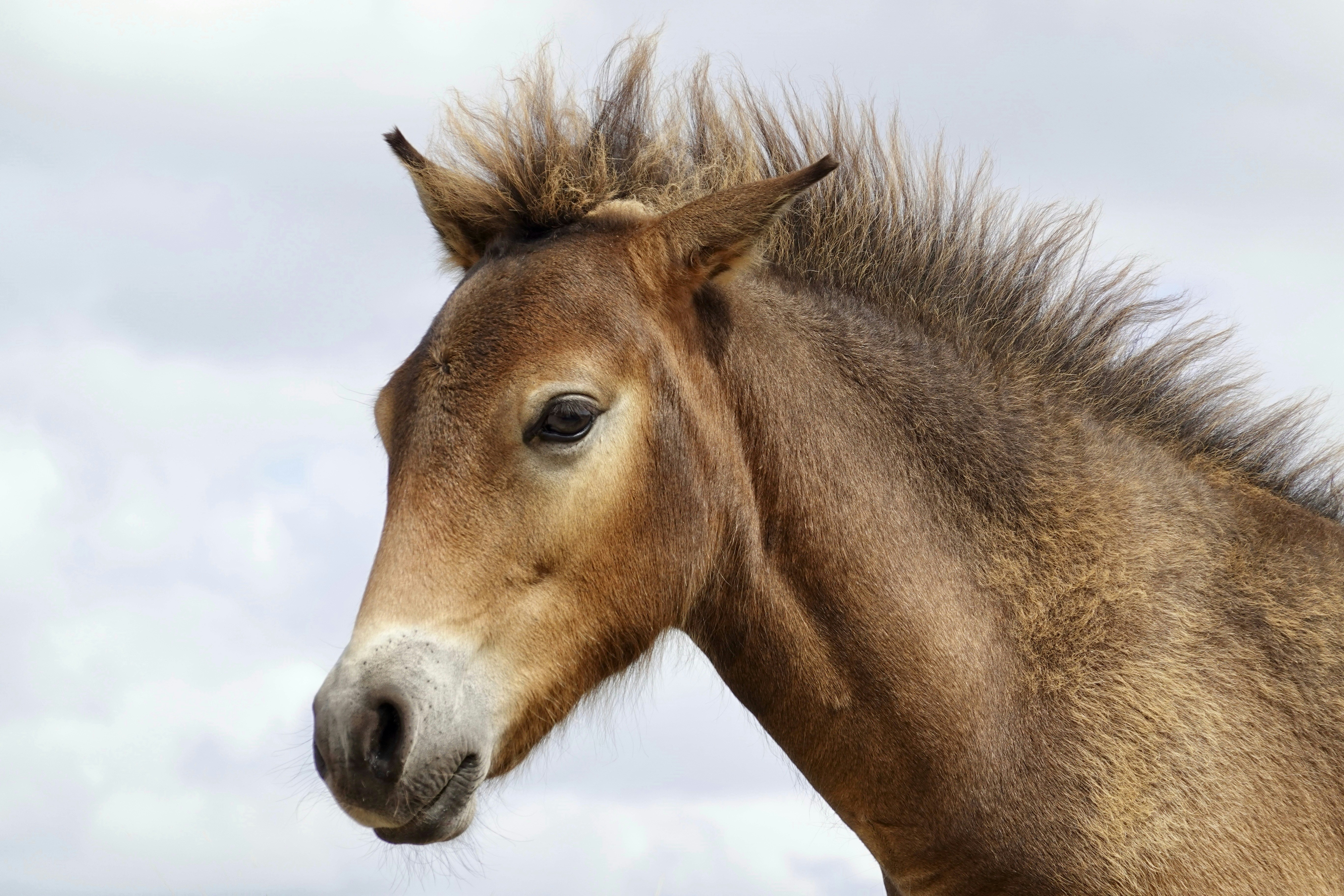 Maned Profile: A Horse's Focused Gaze Against a Sky-Soft Backdrop