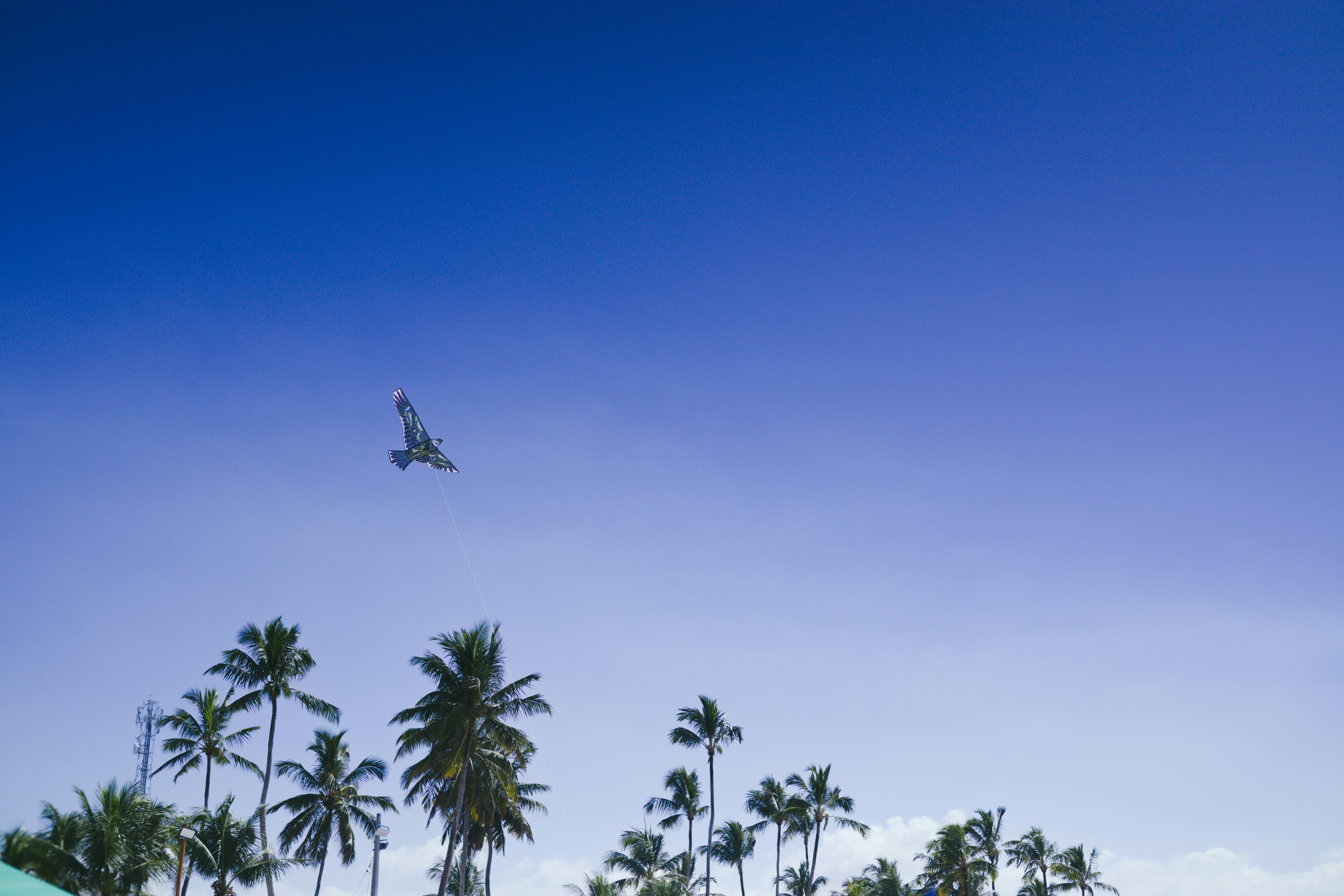 Horizon Kite: A Kite Dances Above Palms at Dusk