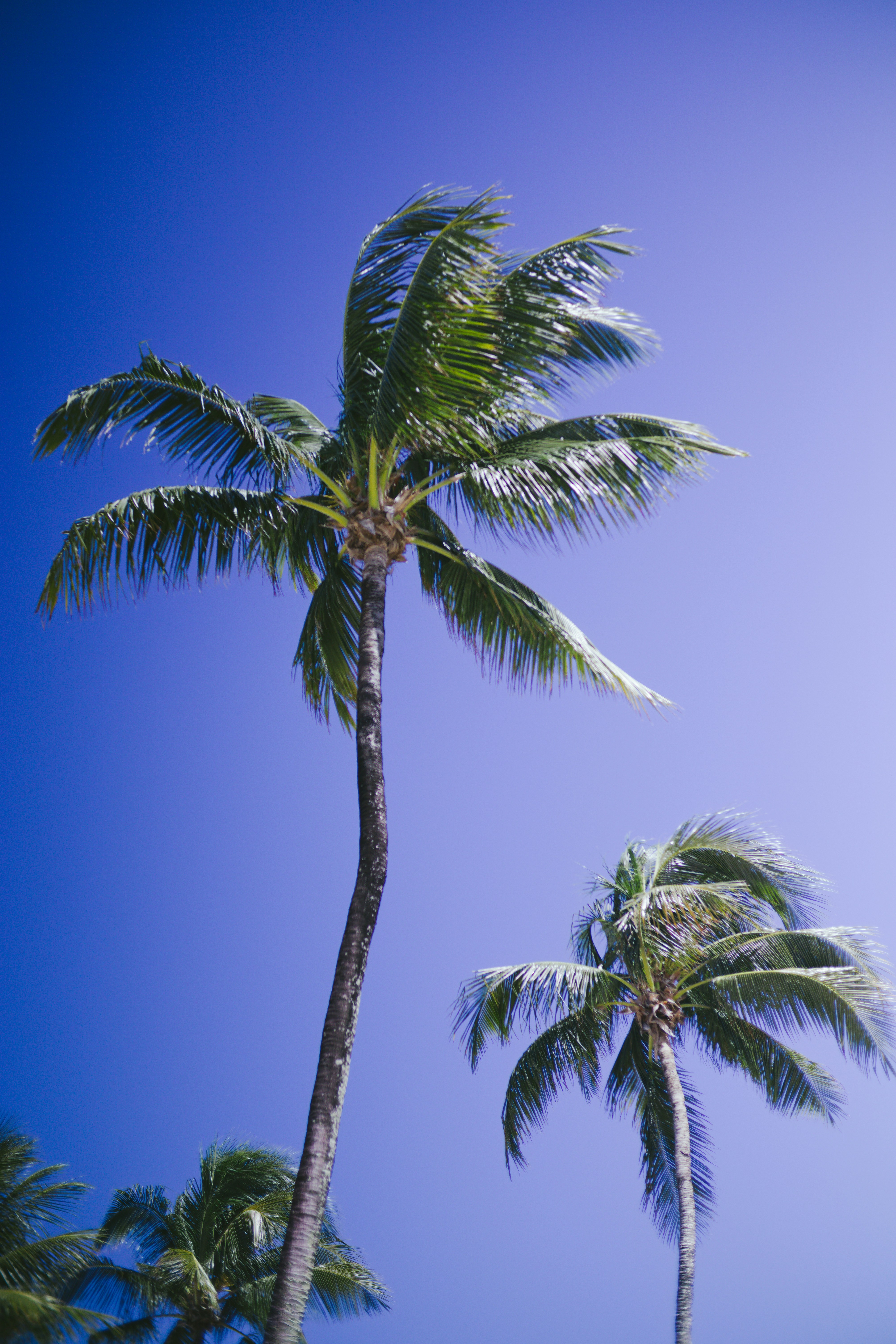Palm Canopy in a Bleeding-Blue Sky