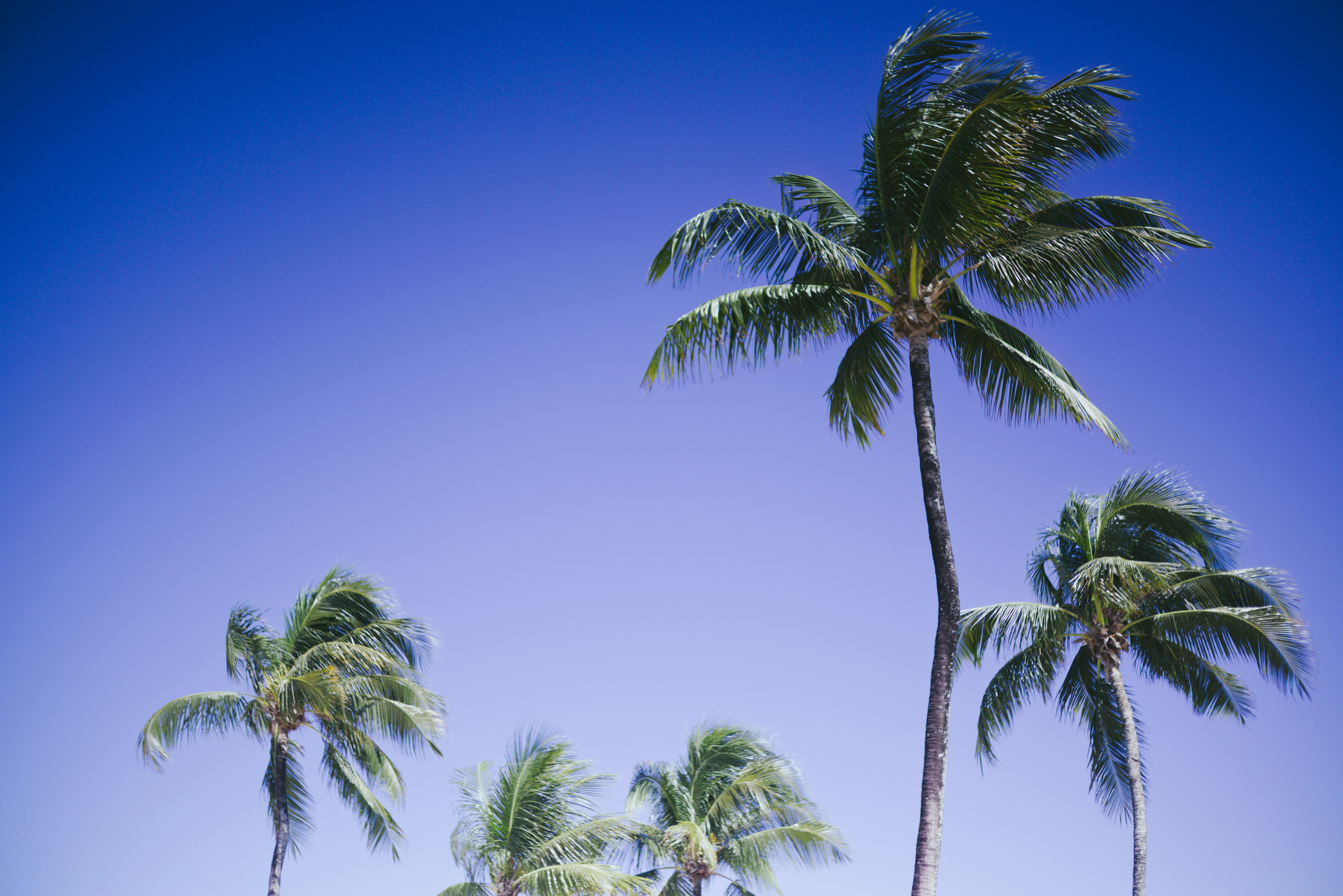Tall Palms Under a Piercing Blue Gradient Sky