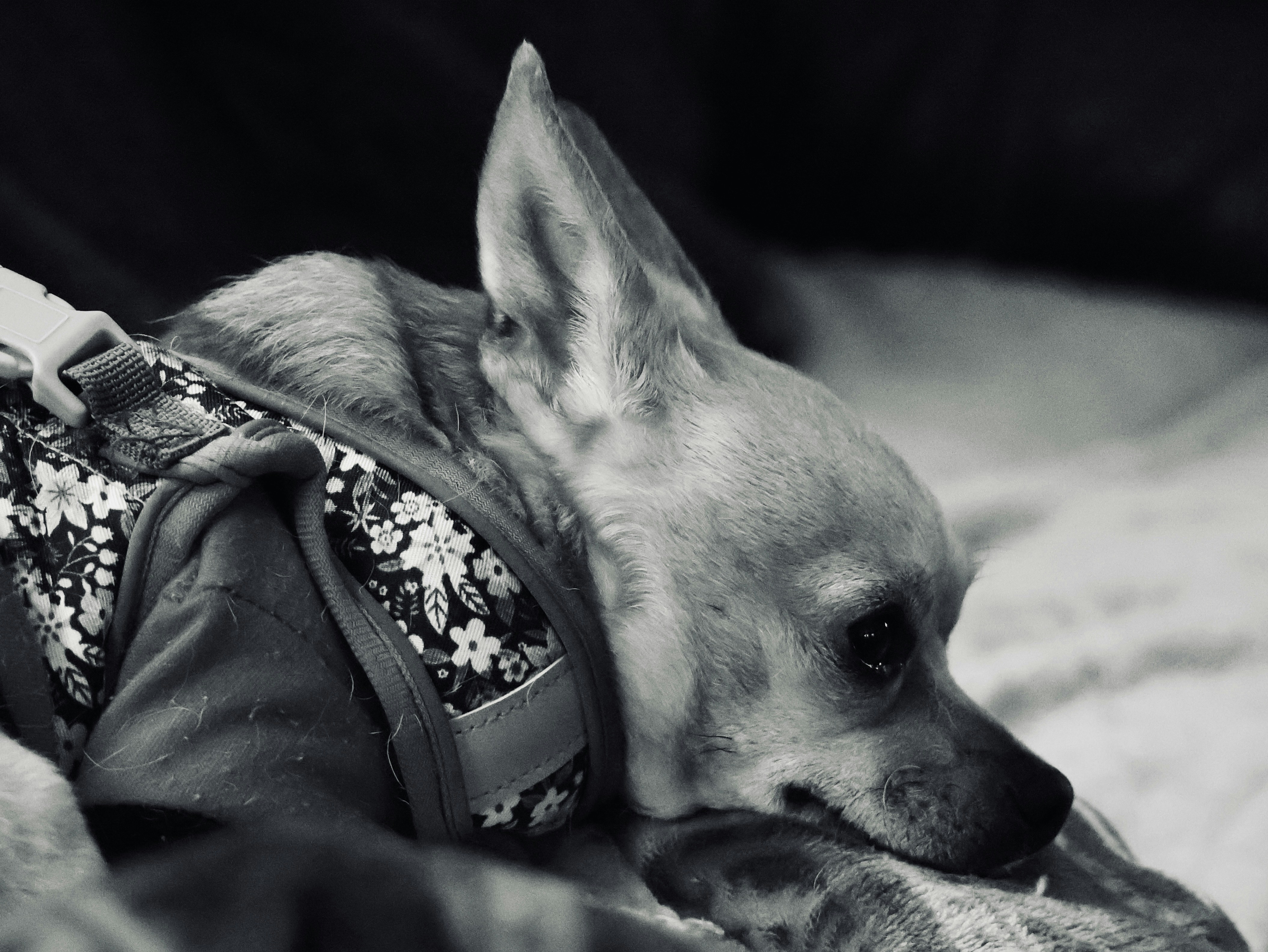 A grayscale image of a small dog resting, wearing a patterned harness on a plush surface. Subtle shallow depth accentuates the dog's eye and profile for a calm portrait feel.