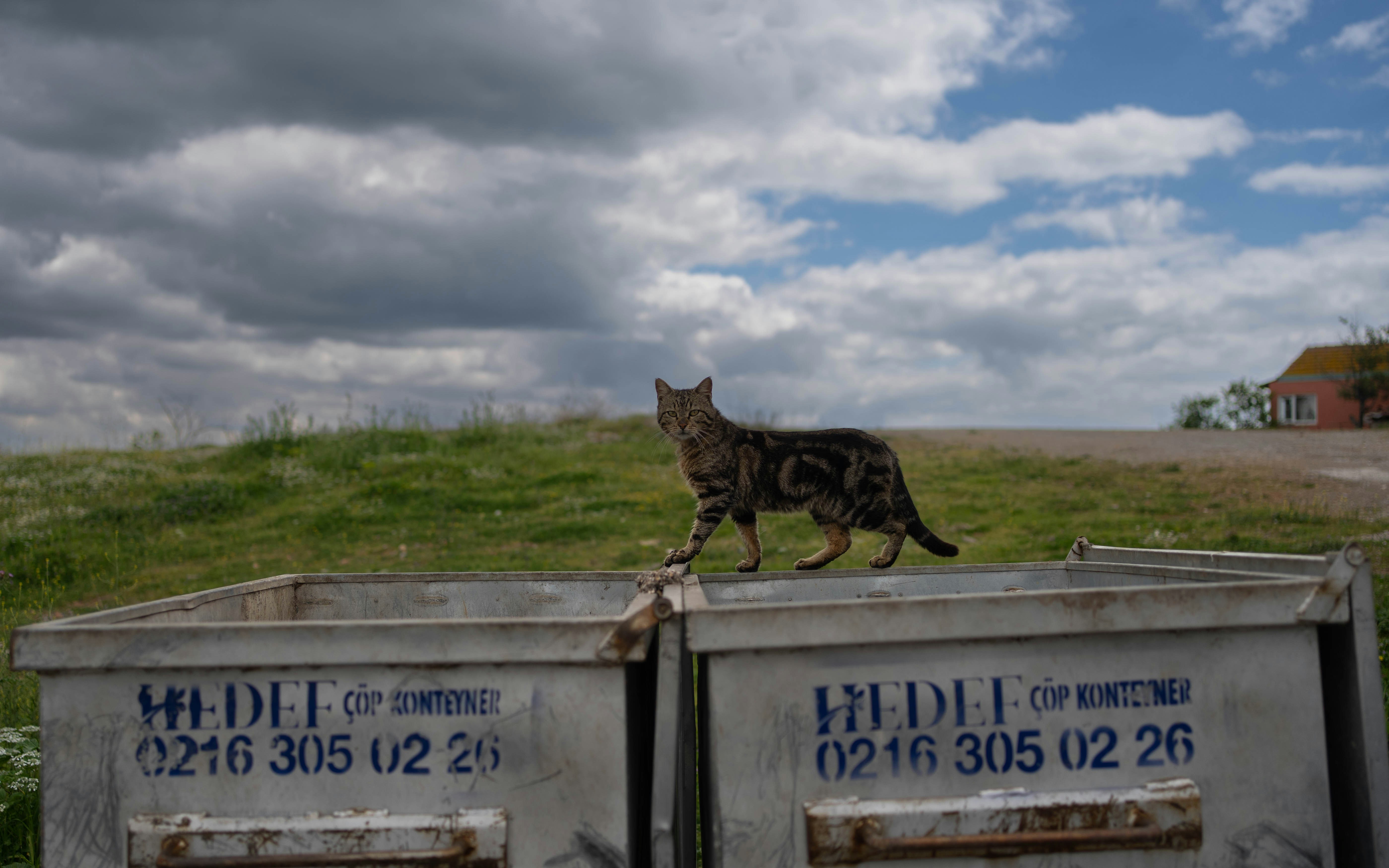 Cat on a Rusted Truck Bed Above a Field