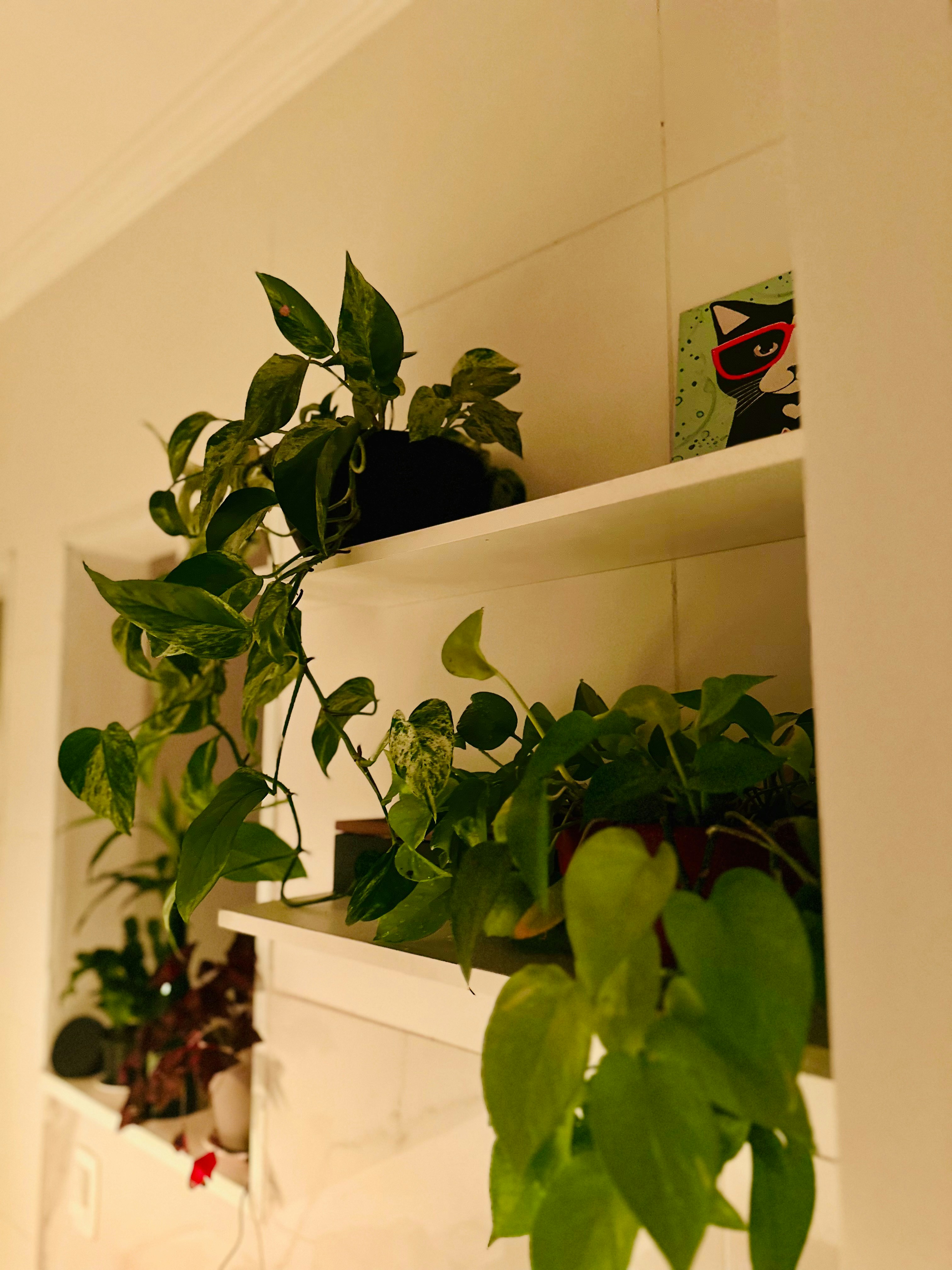 Trailing pothos vines cascade along white shelves in an indoor setup, with soft warm lighting highlighting the foliage and a small decorative card in the background.