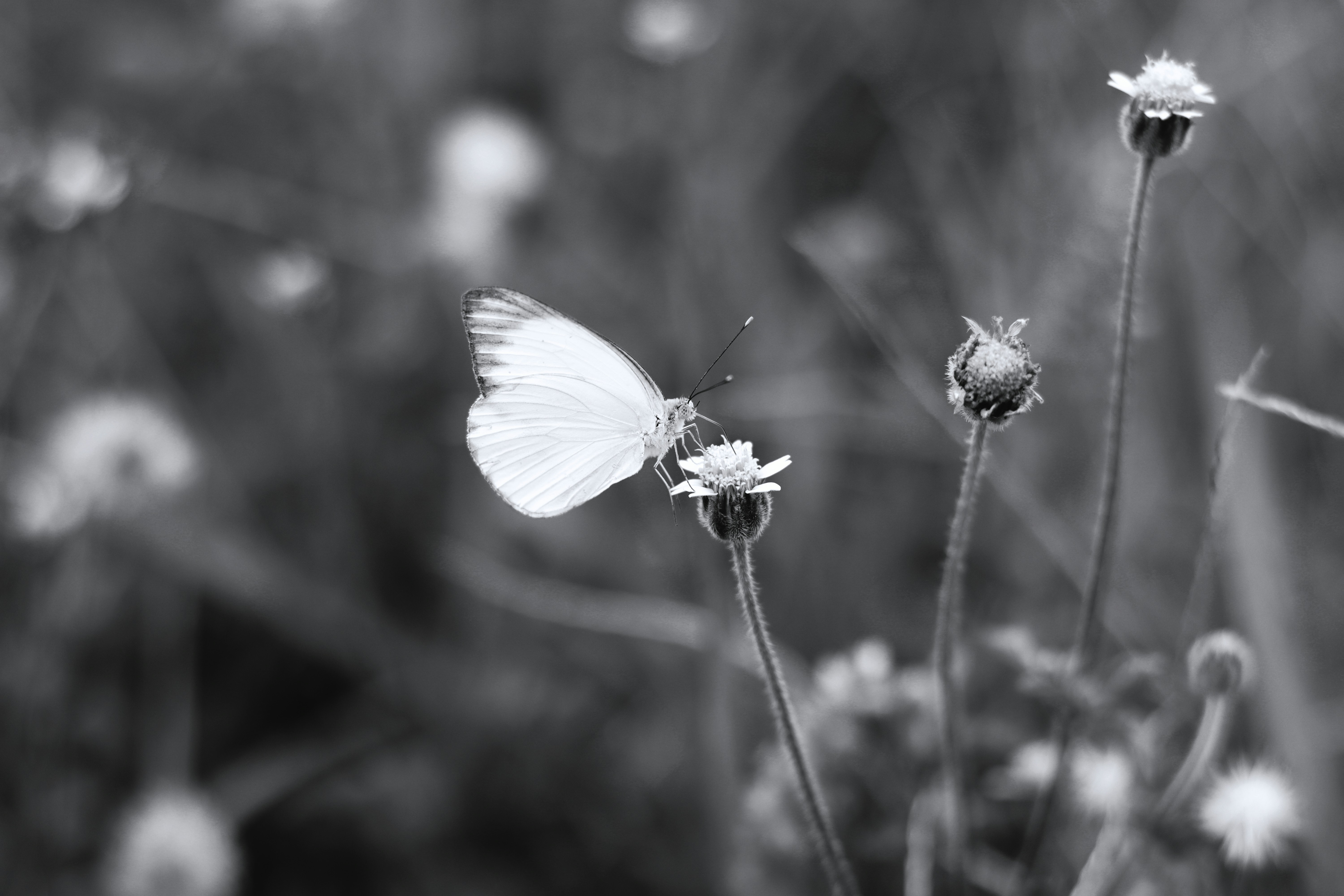 Butterfly on a Quiet Bloom: A Mono Study in Delicate Contrast