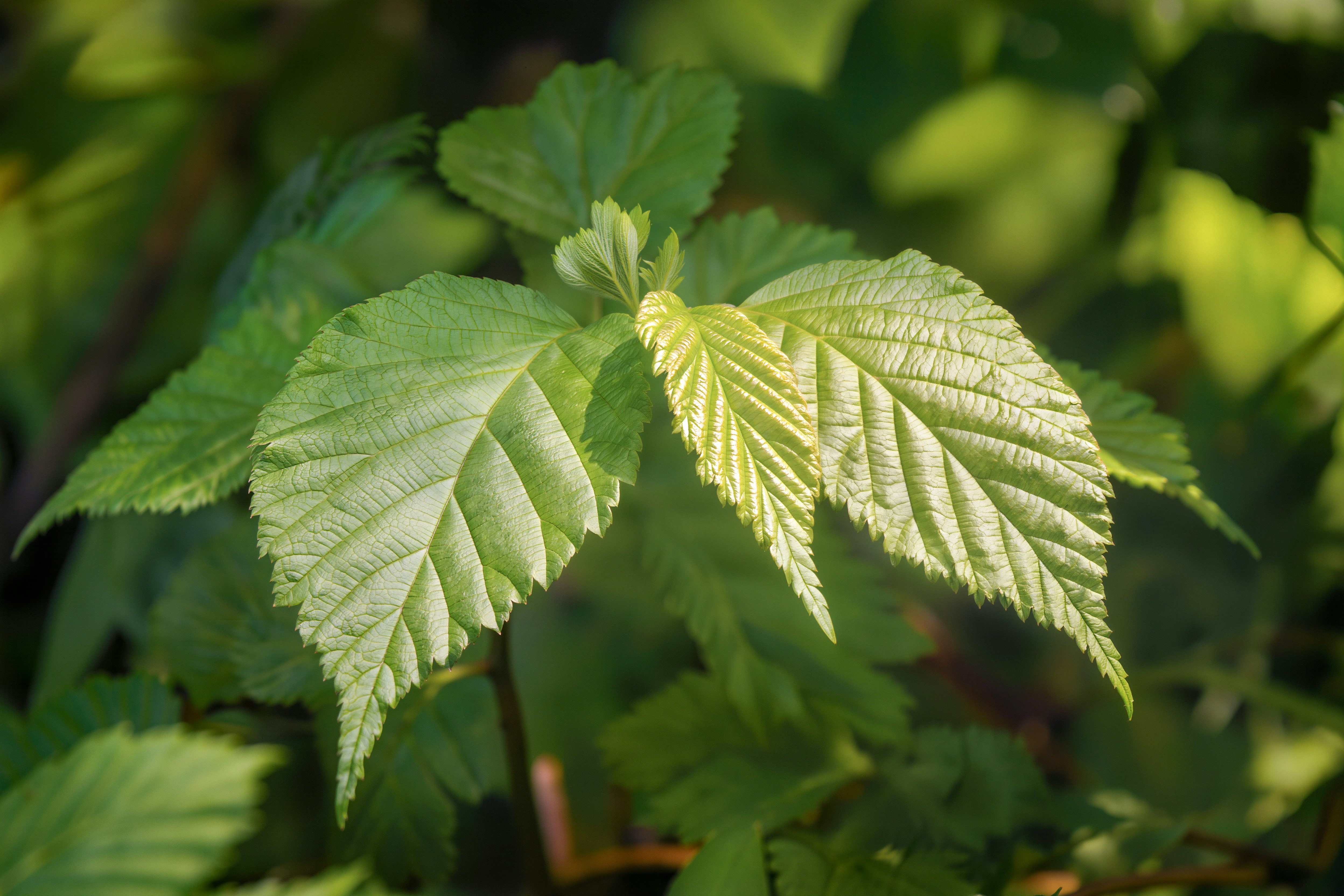Emerald Vein: A Close-Up of Fresh Green Leaves