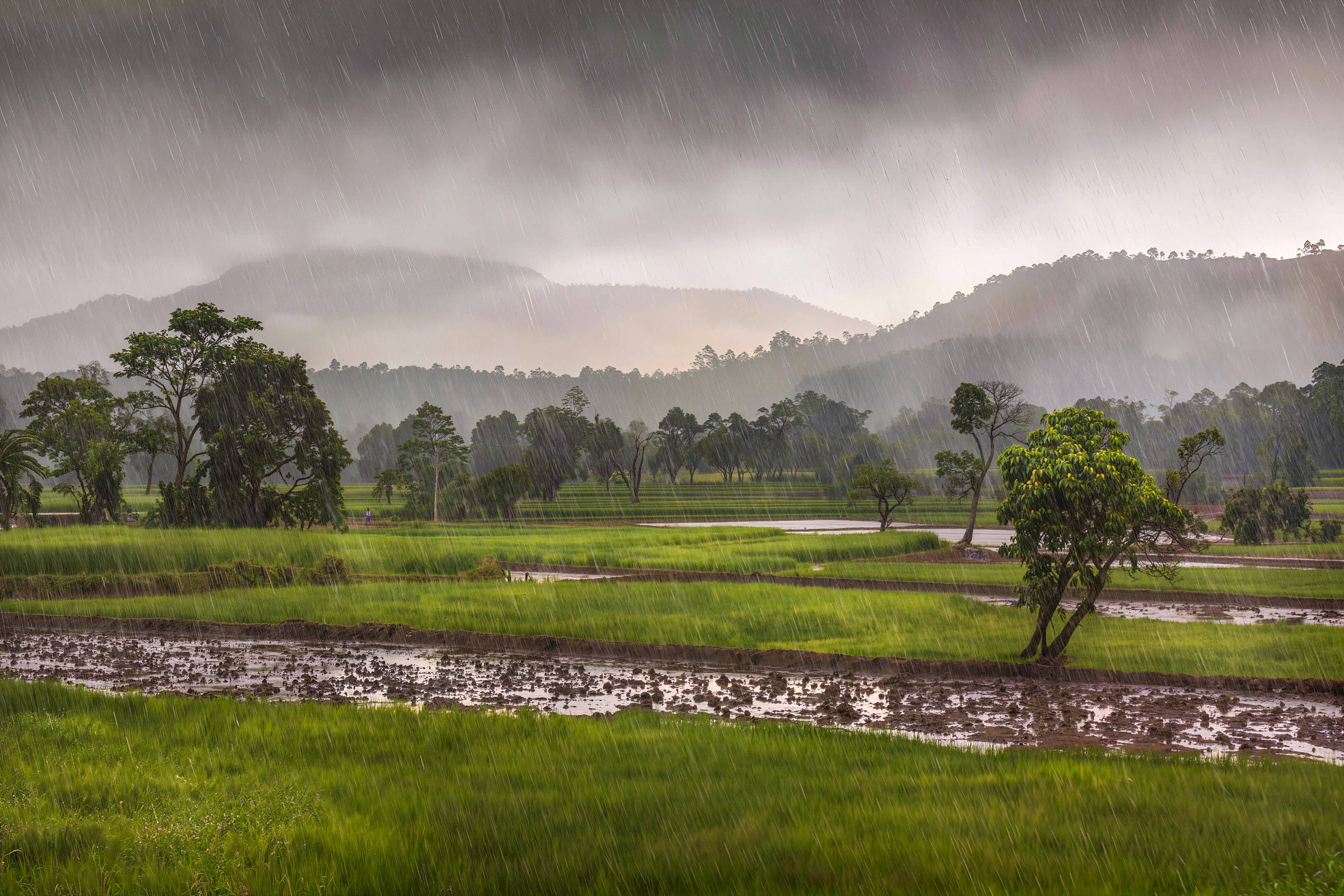 Rain-veiled Farmlands: A Quiet Burst of Green under Threatened Skies