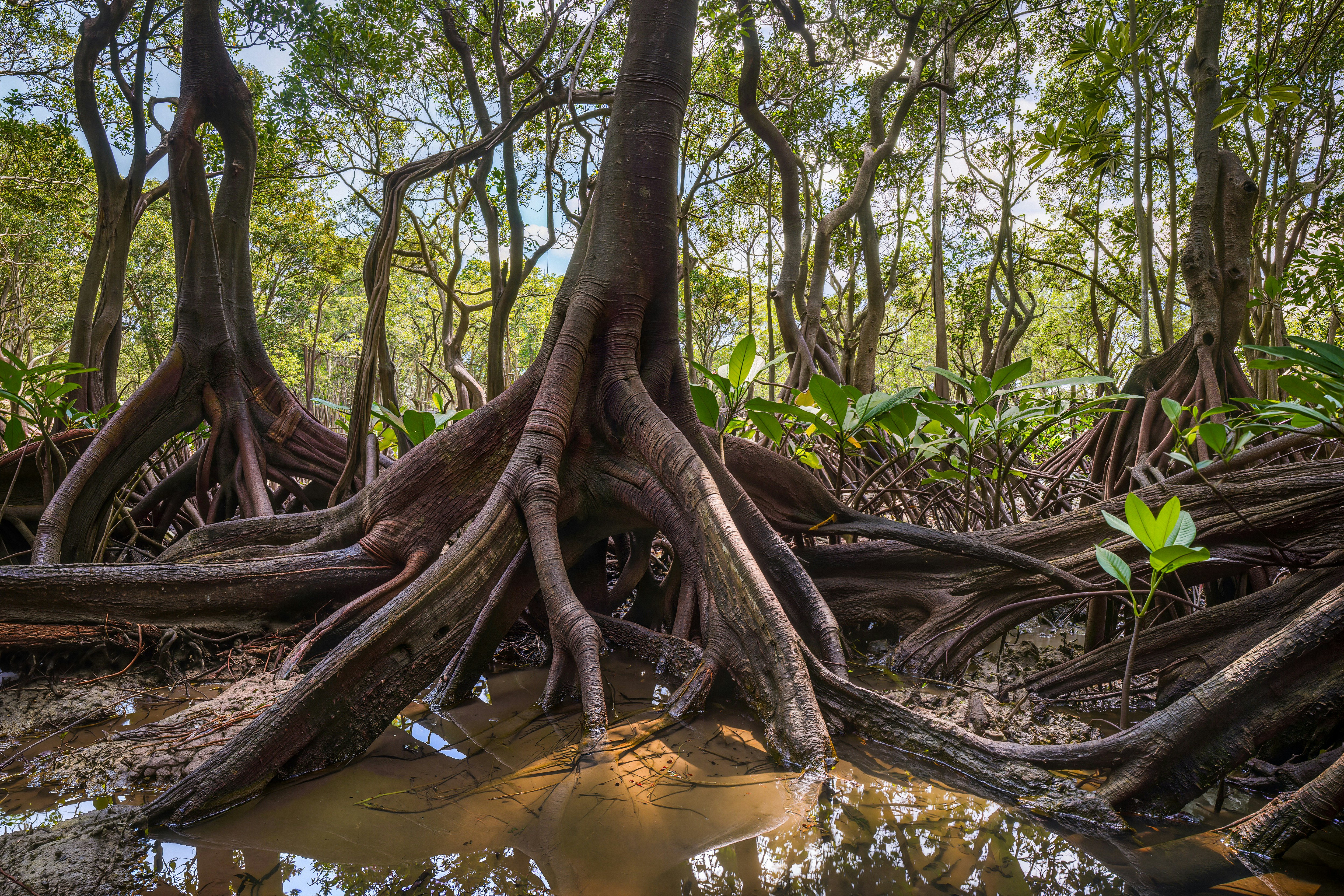 Anchored in the Mud: The Forest of Rooted Giants