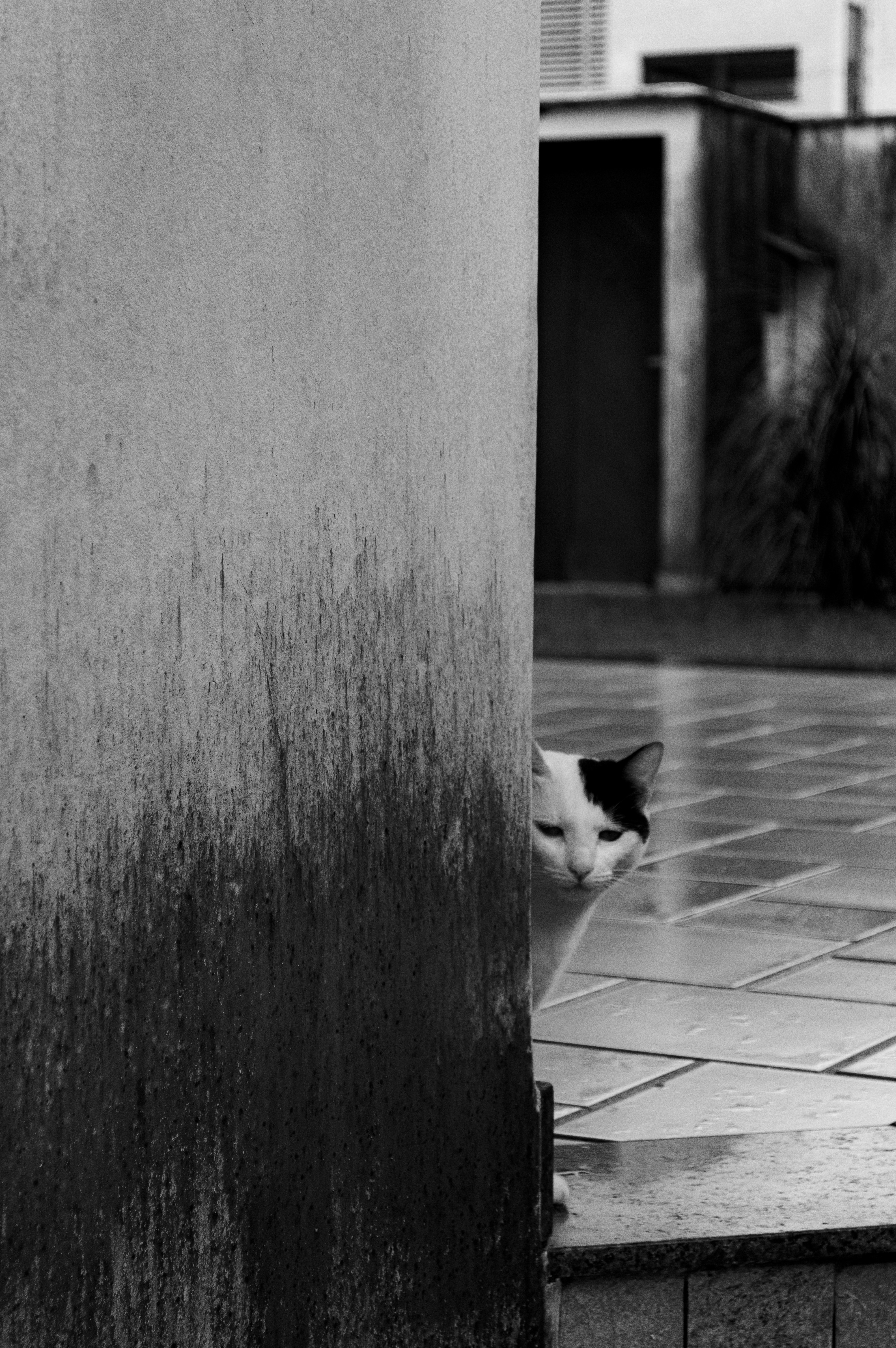 Peek of the Alley that Smiles: A Cat Halts the Line