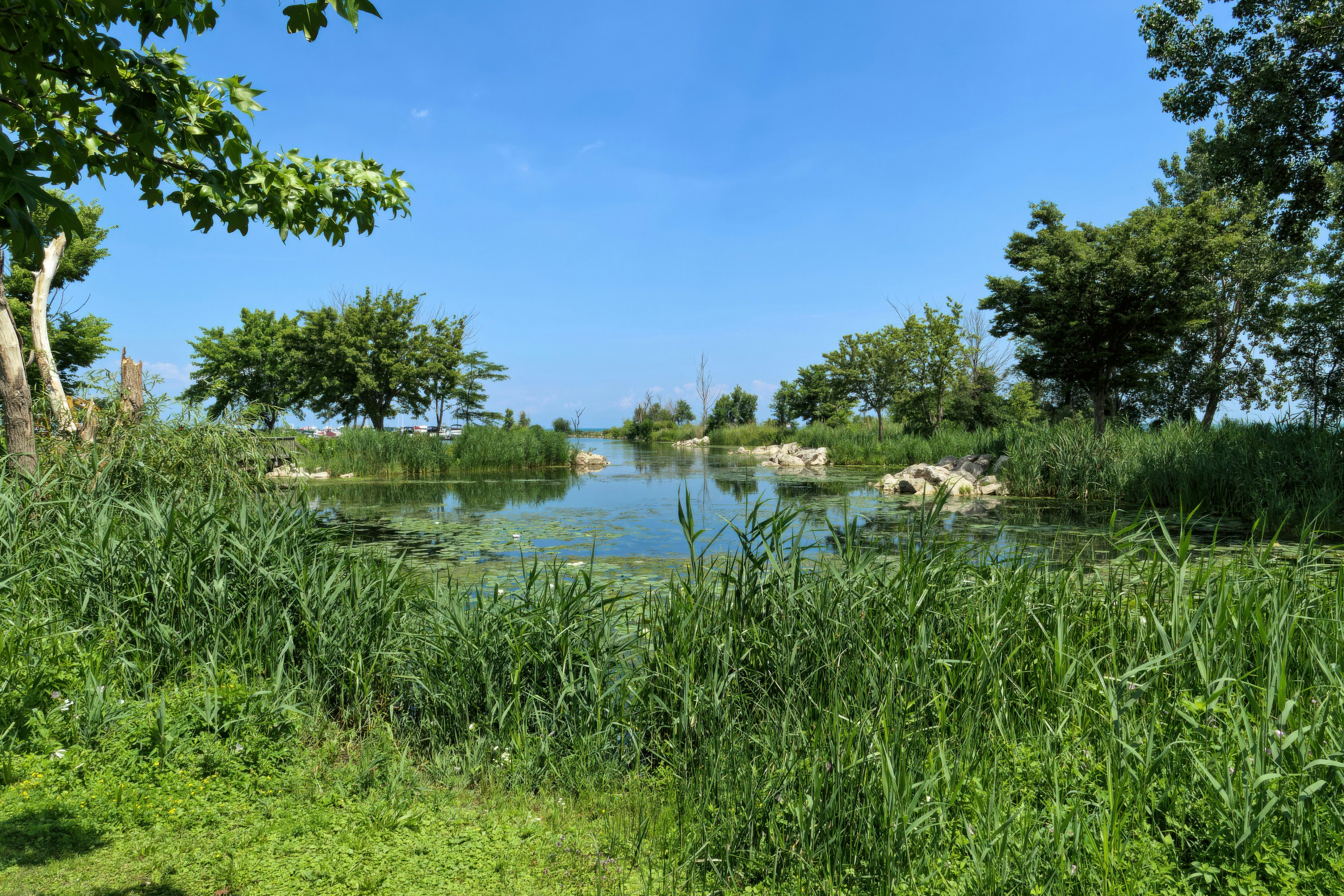 Serene Lakeside Vista Framed by Reeds