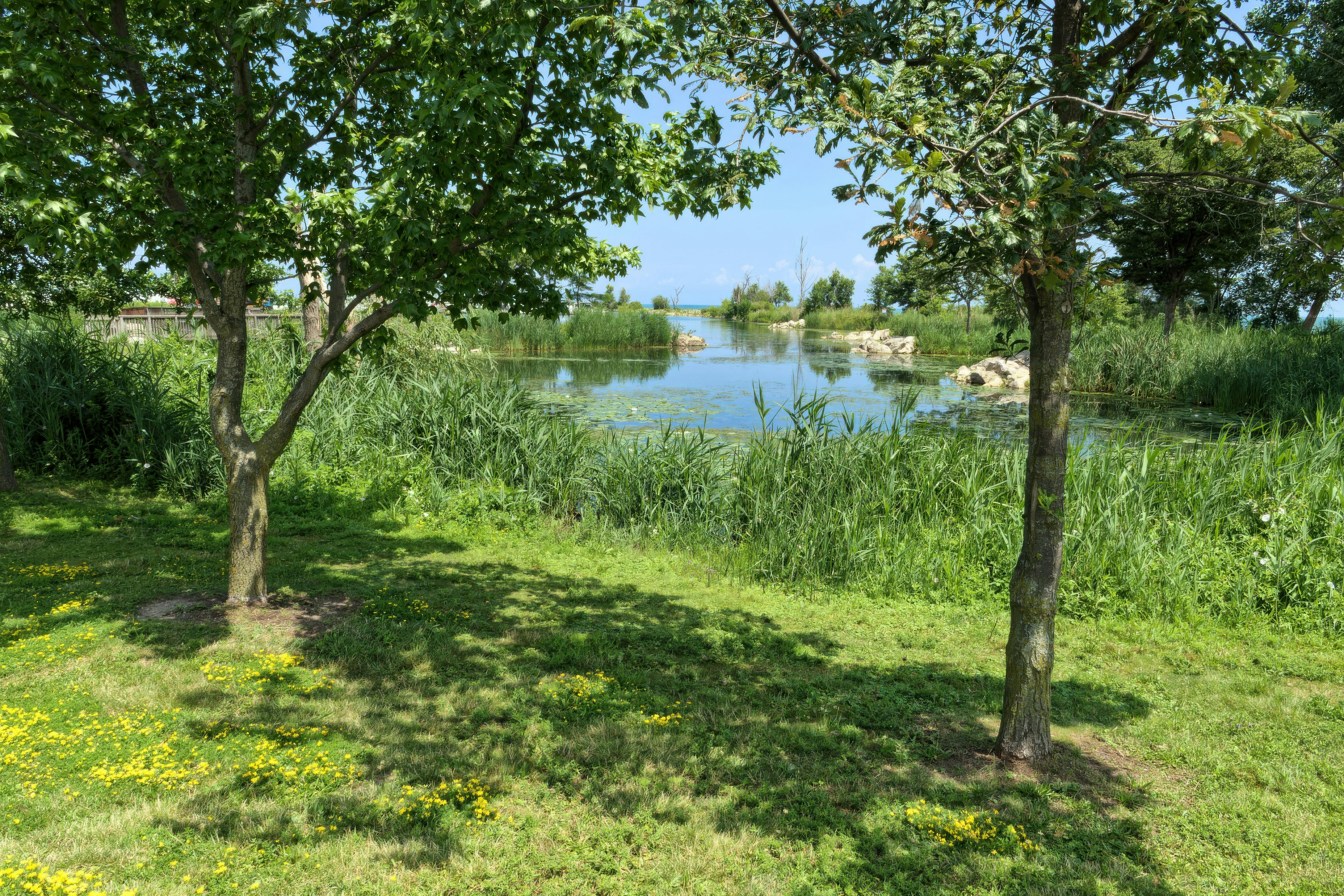 Sunlit Riverside Clearing Between Two Trees