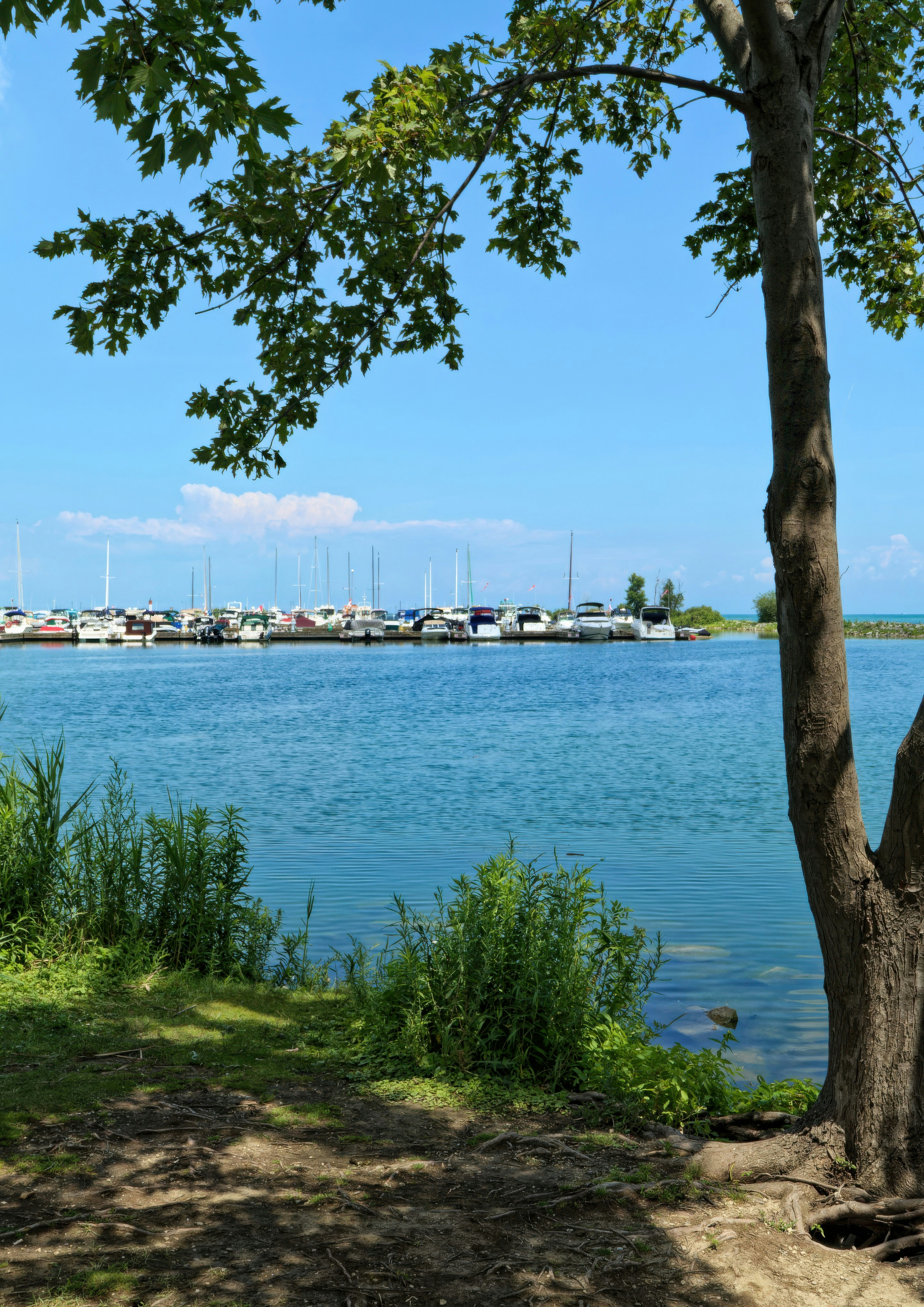 Harbor Vista: Boats at Rest Beyond a Shaded Shore