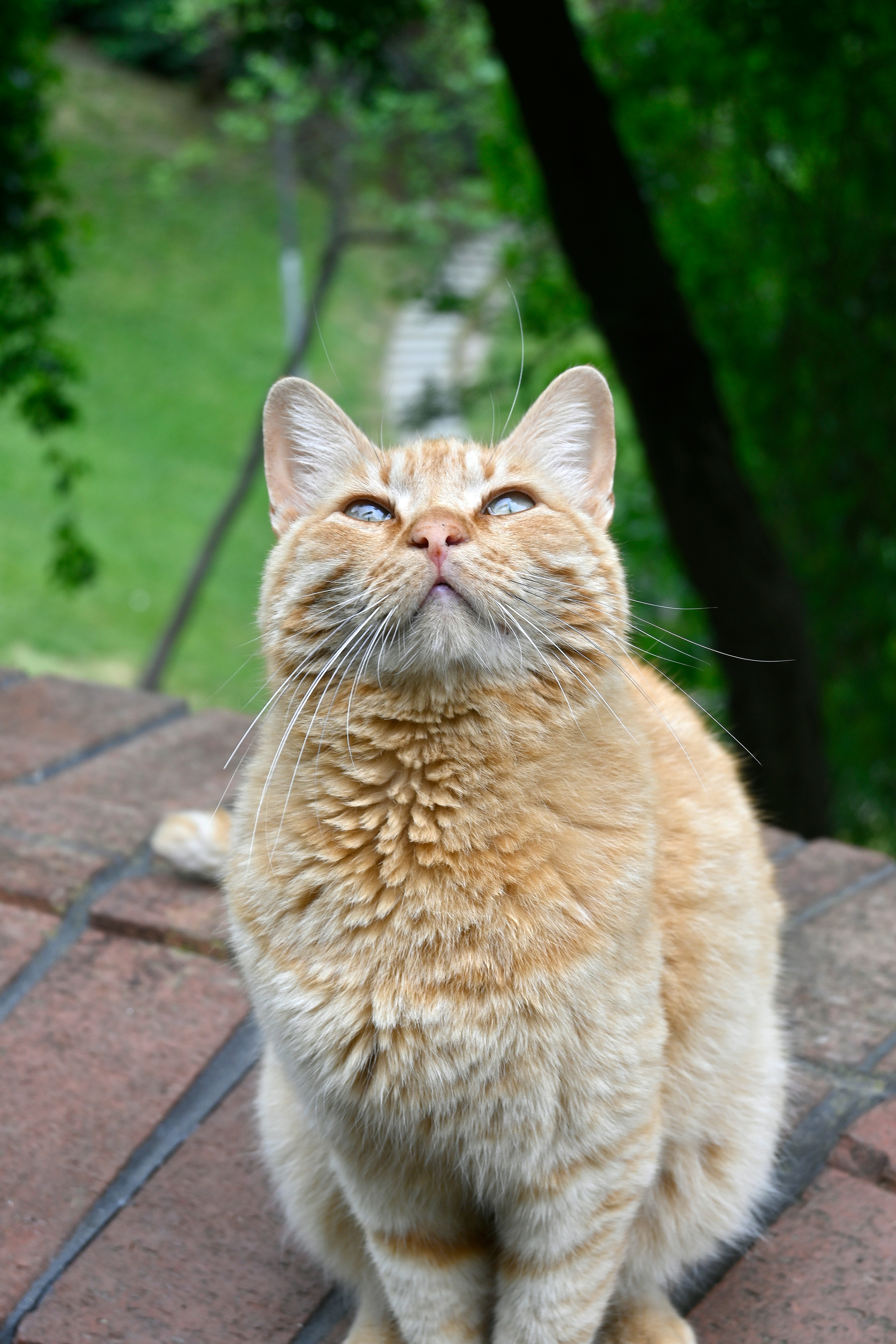 Golden Eyes Tilted Toward the Sky: A Curious Cat in the Garden