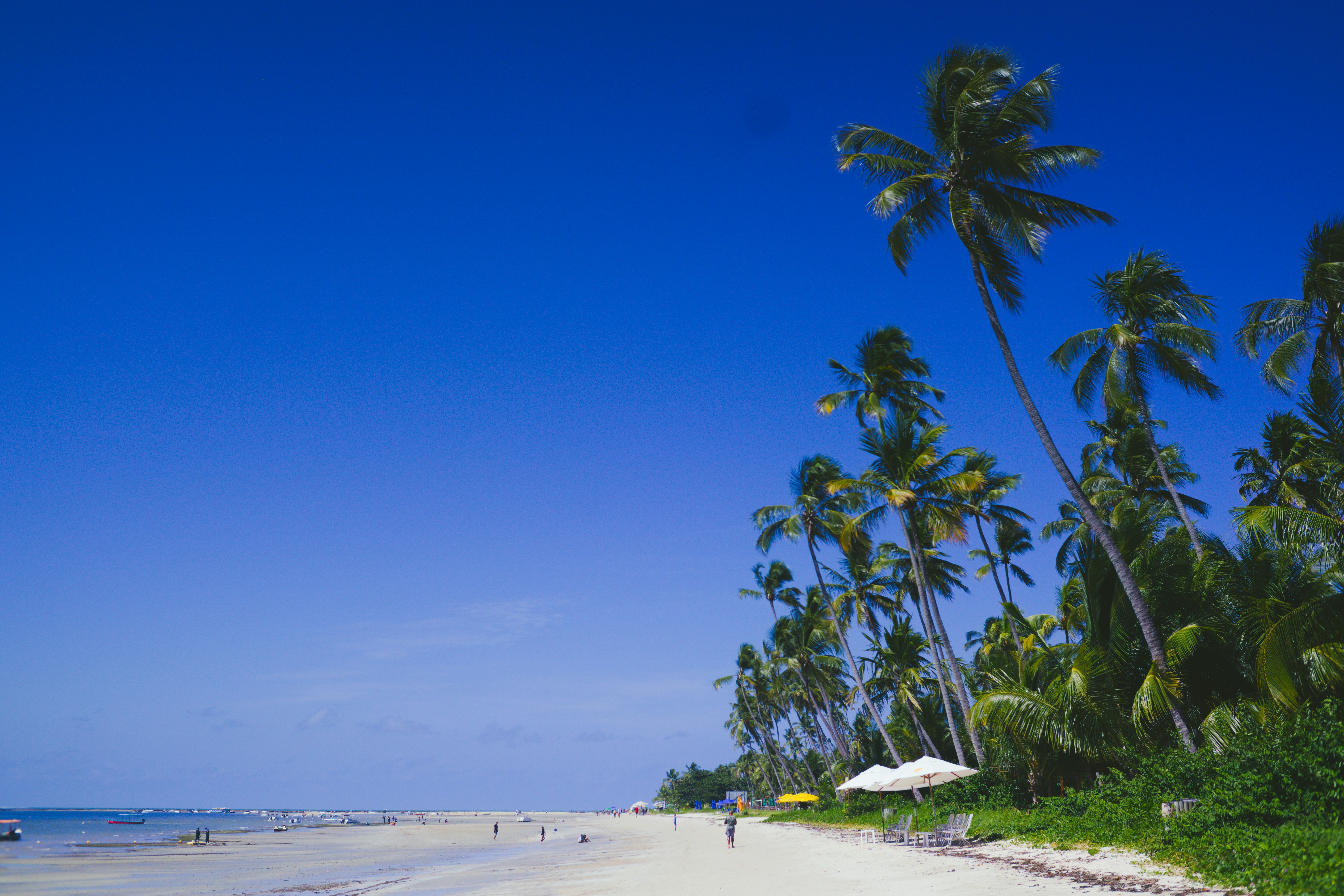 Palm-lined Shoreline under a Clear Tropical Sky