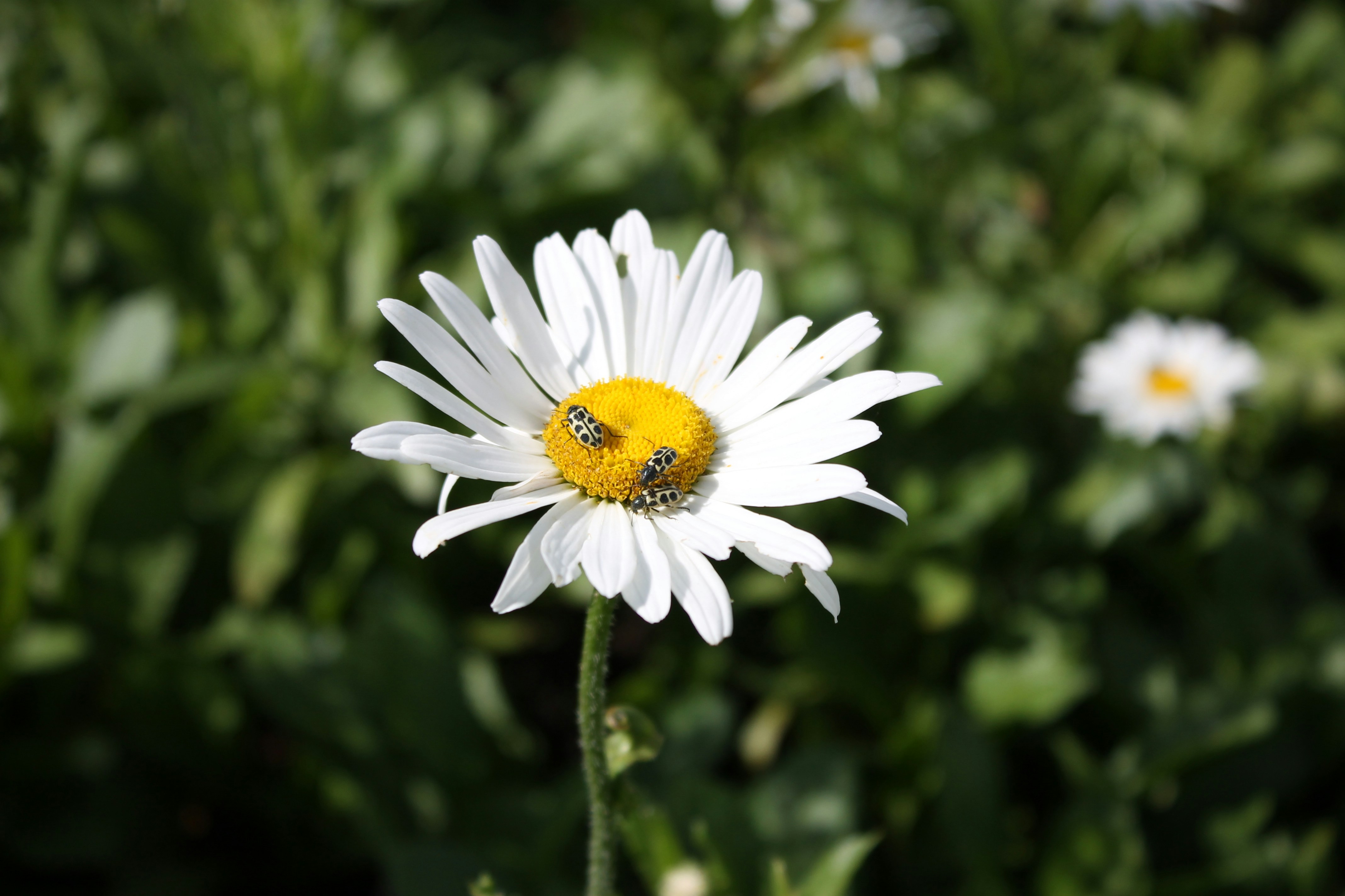 Daisy Spotlight: Centered Bloom Against a Quiet Green Backdrop