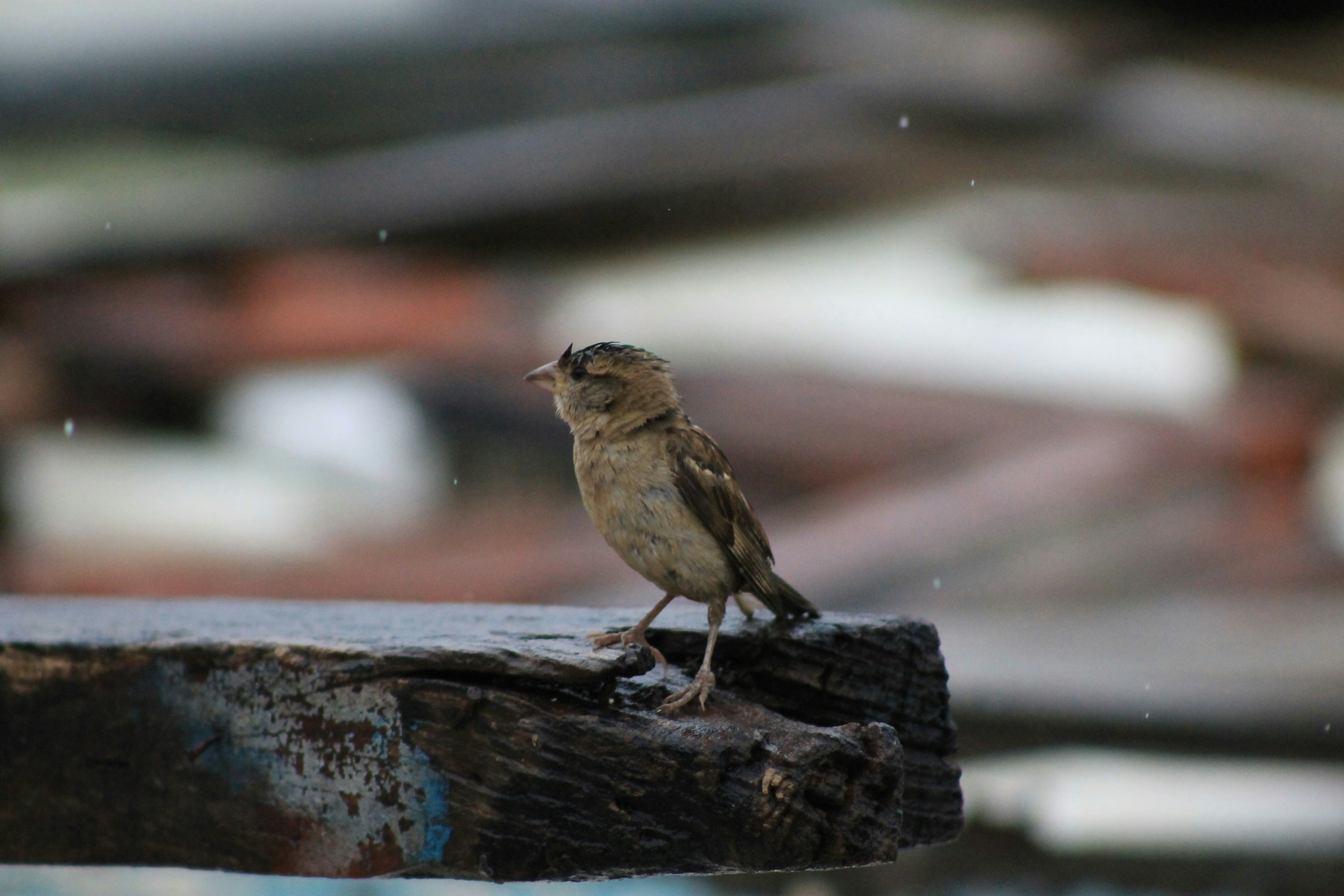 A small bird stands on a weathered wooden beam, with a blurred, rustic background suggesting outdoor decay and light rain. The scene captures a moment of stillness and focus on the bird as the central subject.