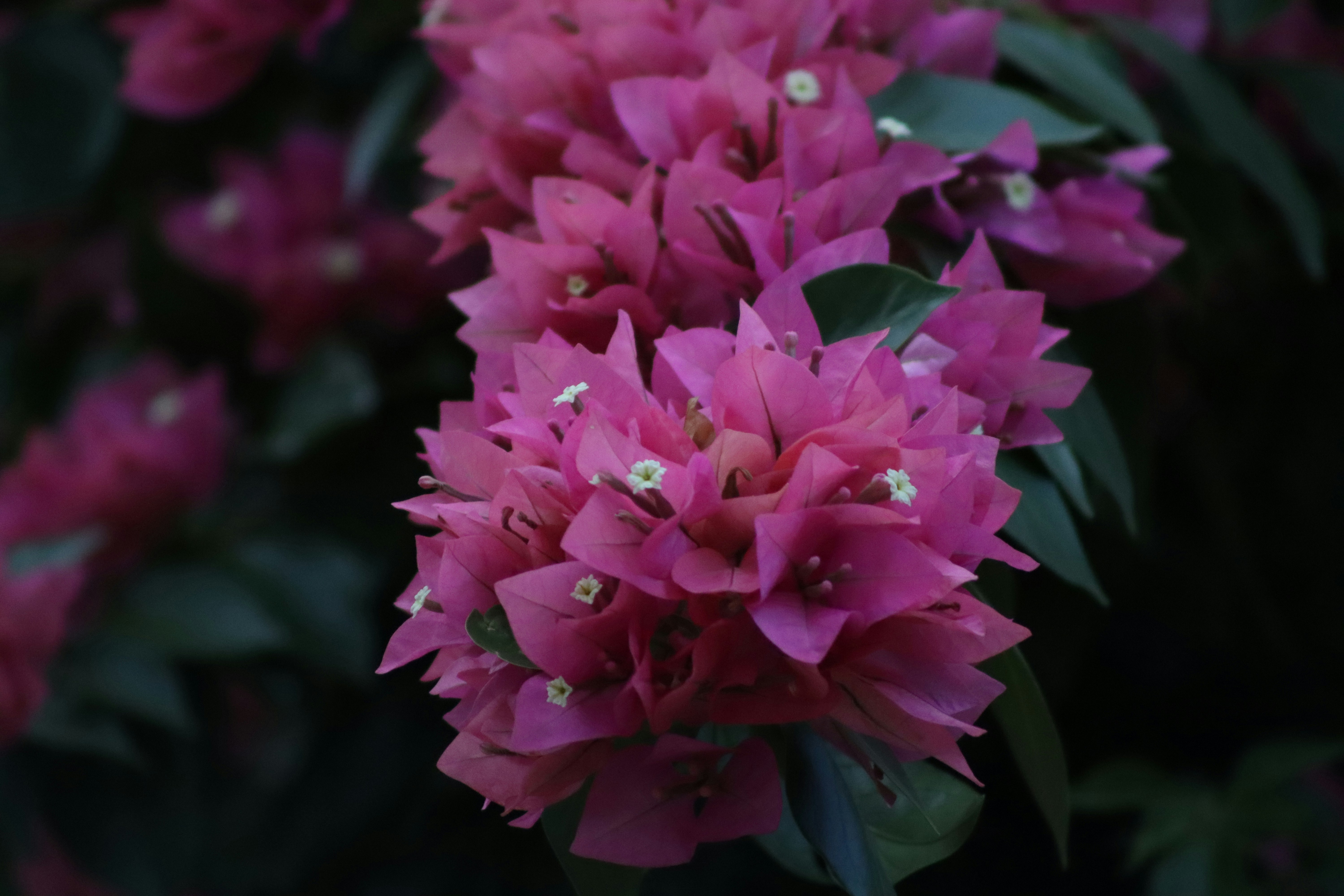 Vivid Bougainvillea Burst: A Coral Pink Crown of Blooms