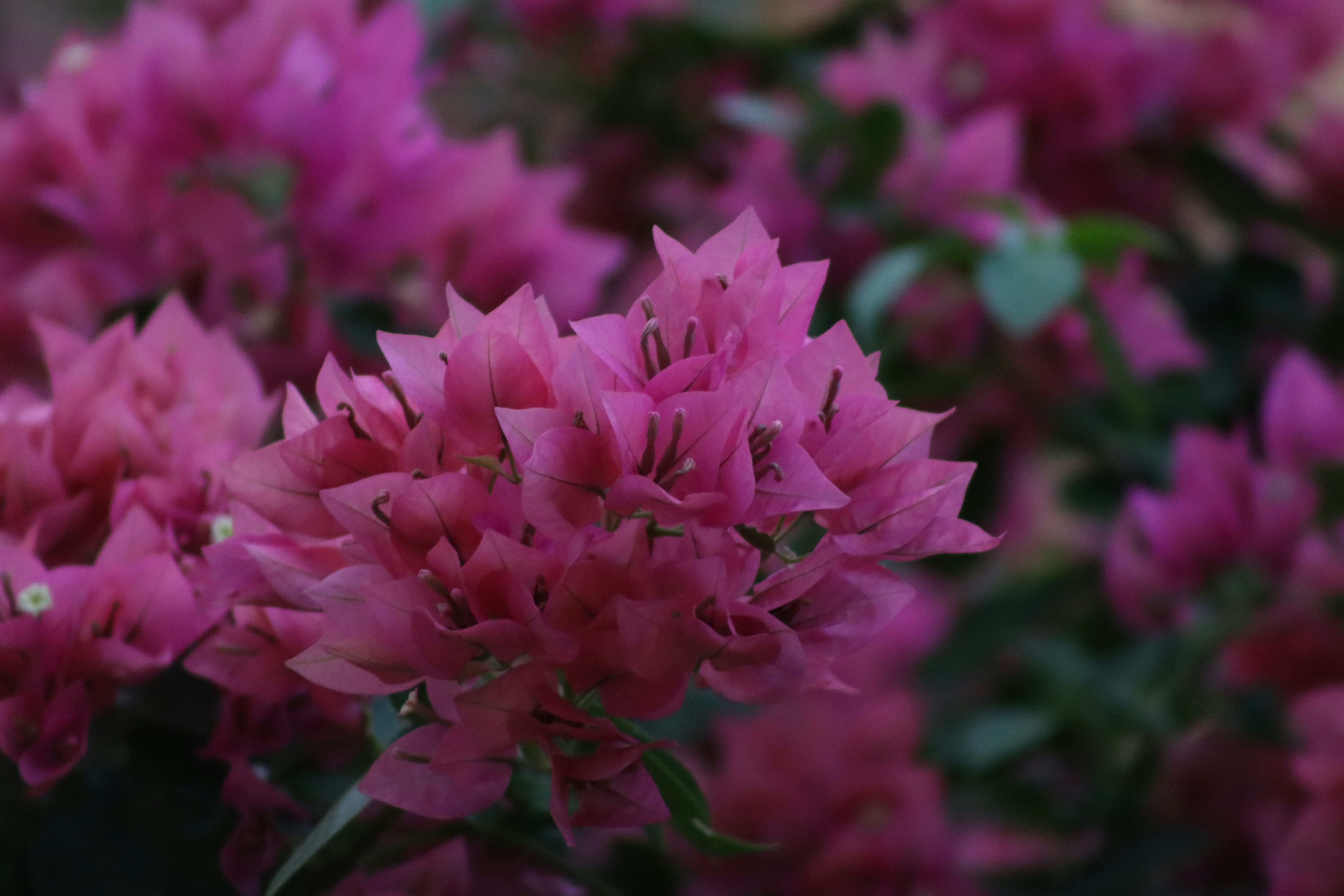 Crimson Bouquets: Close-Up of Pink Azaleas in Soft Focus
