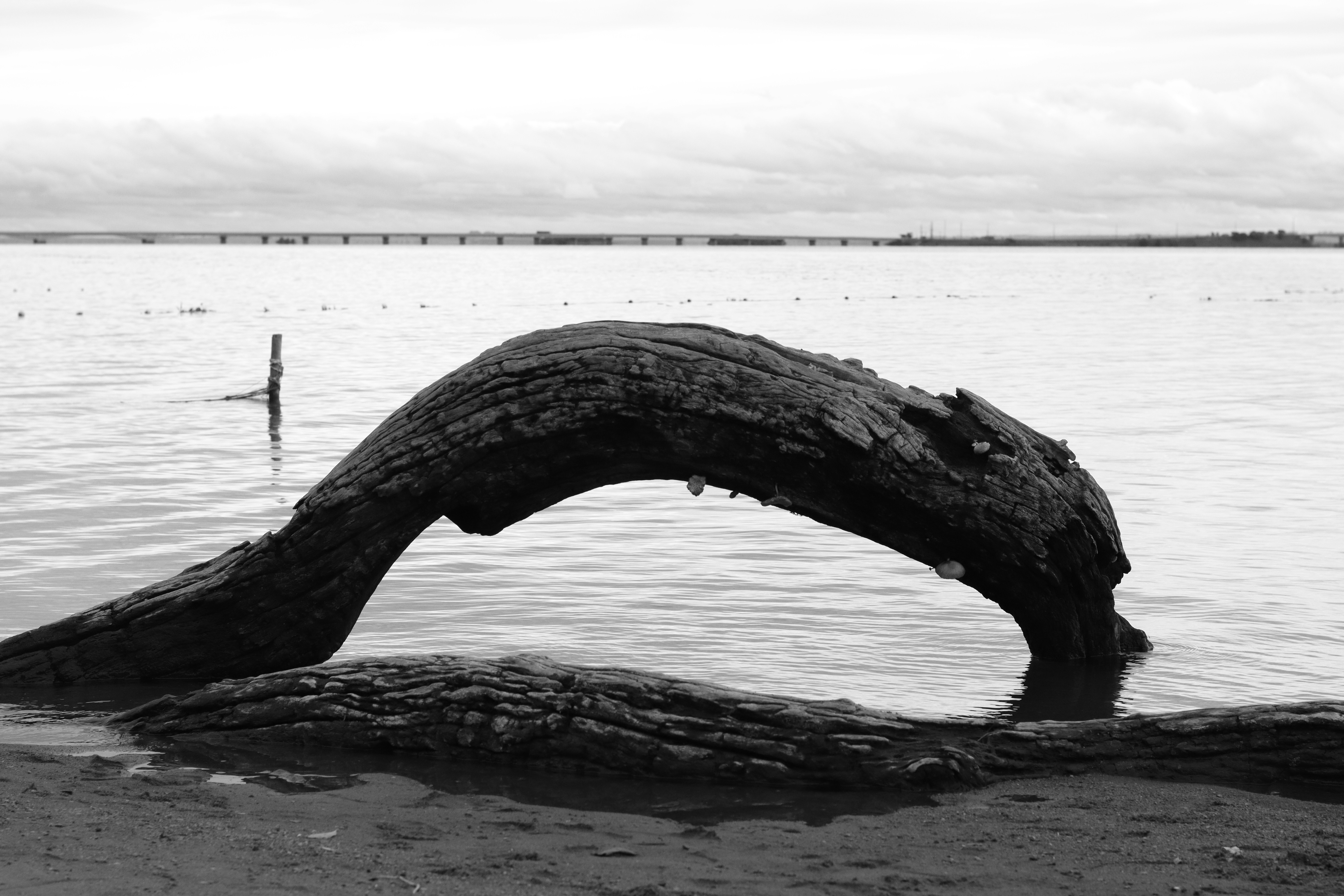 Curved Driftwood Silhouette on a Glassy Shore