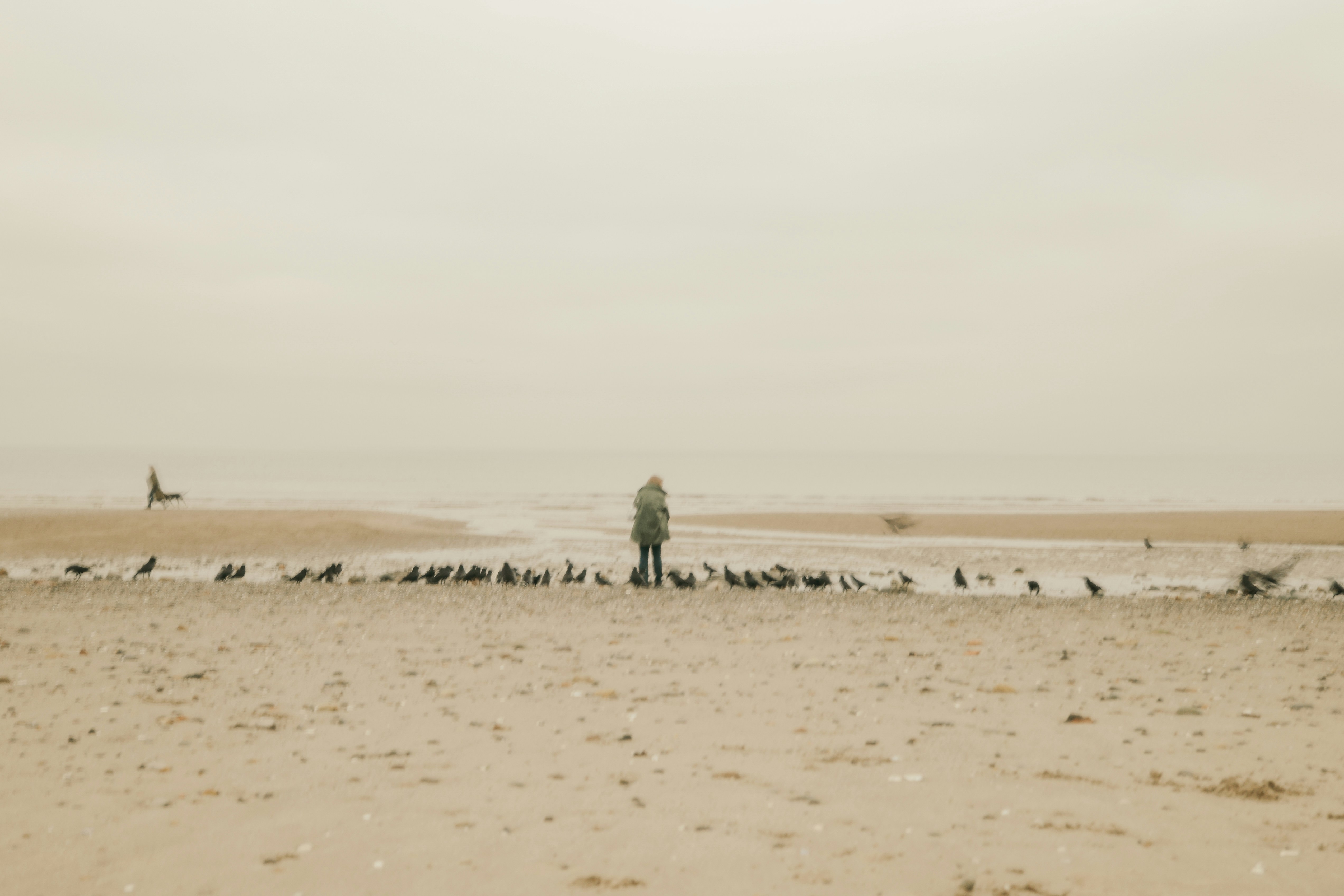 Lone Observer and a Flock: A Quiet Shoreline Moment